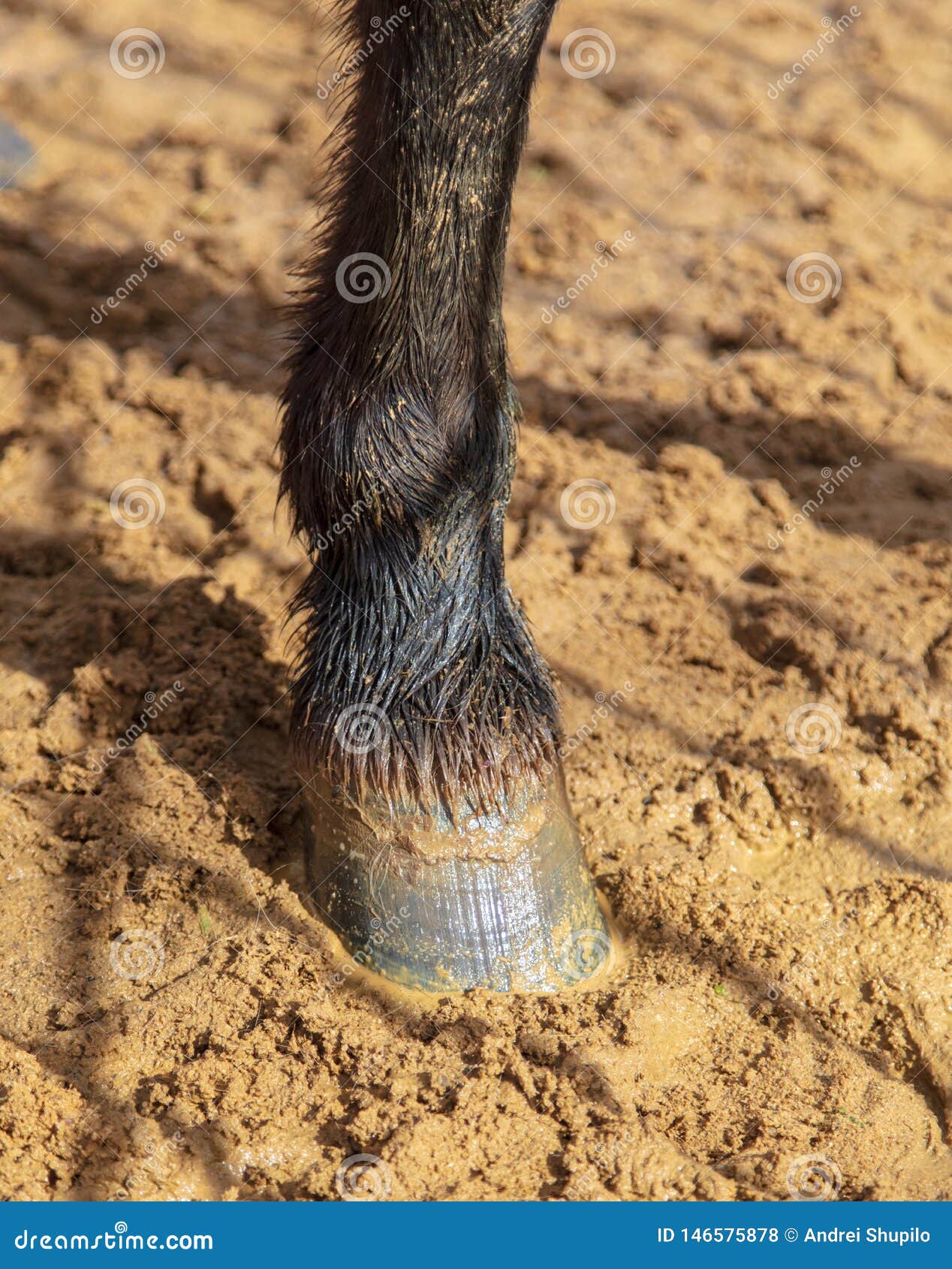 Hooves of an Animal on Sand in a Zoo Stock Photo - Image of hooves ...