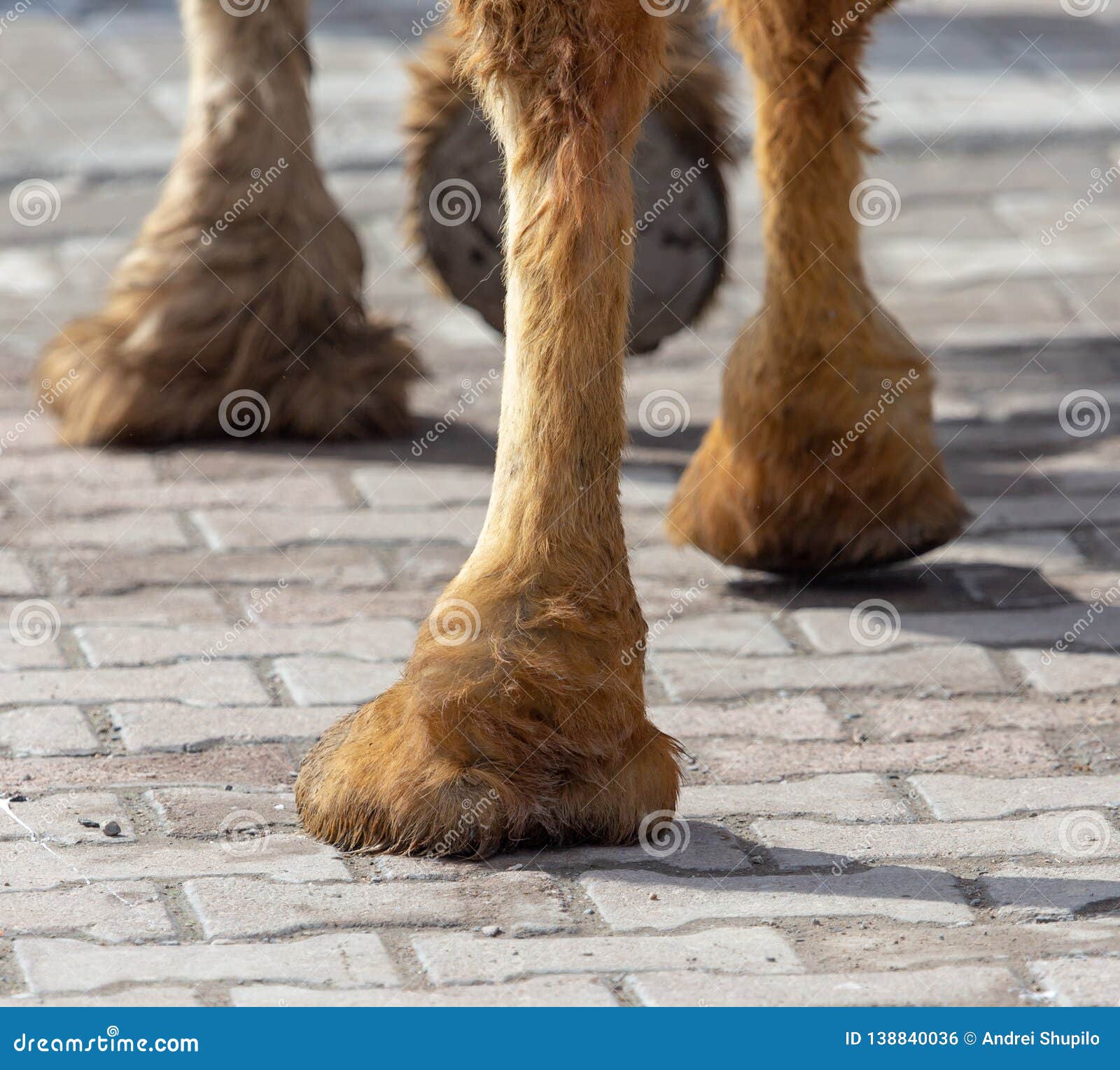 Camels Hooves