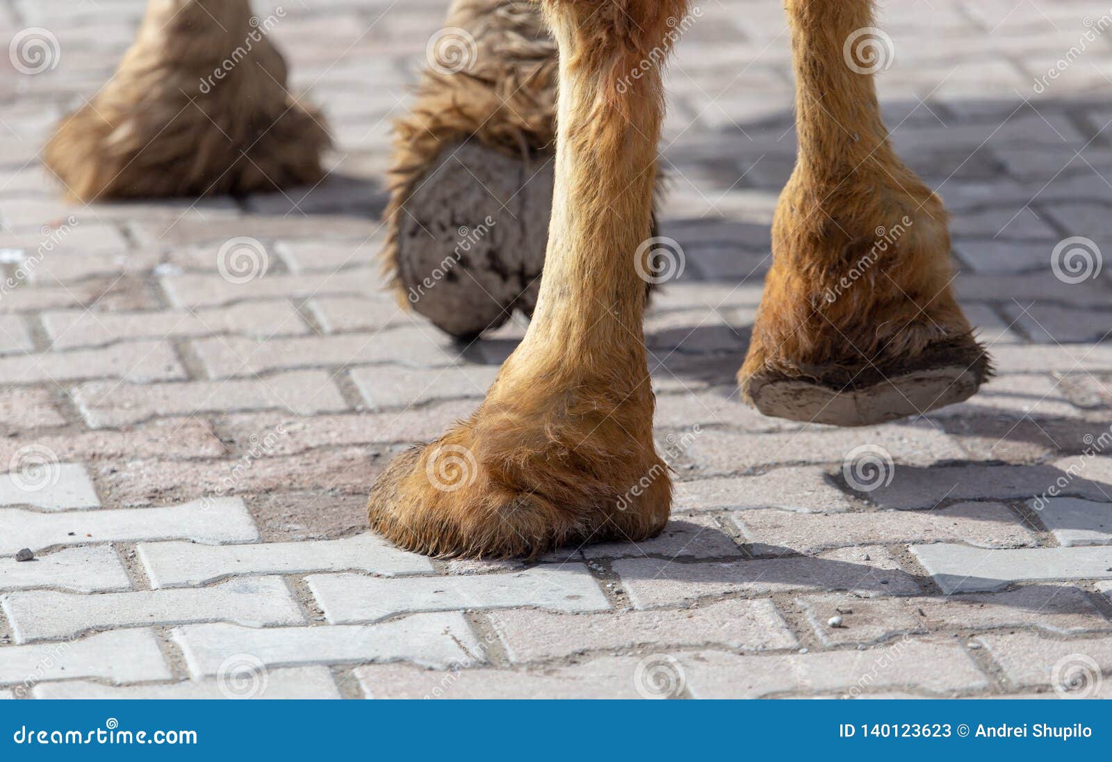 The Hooves of a Camel Walking Along the Cobblestones Stock Image ...
