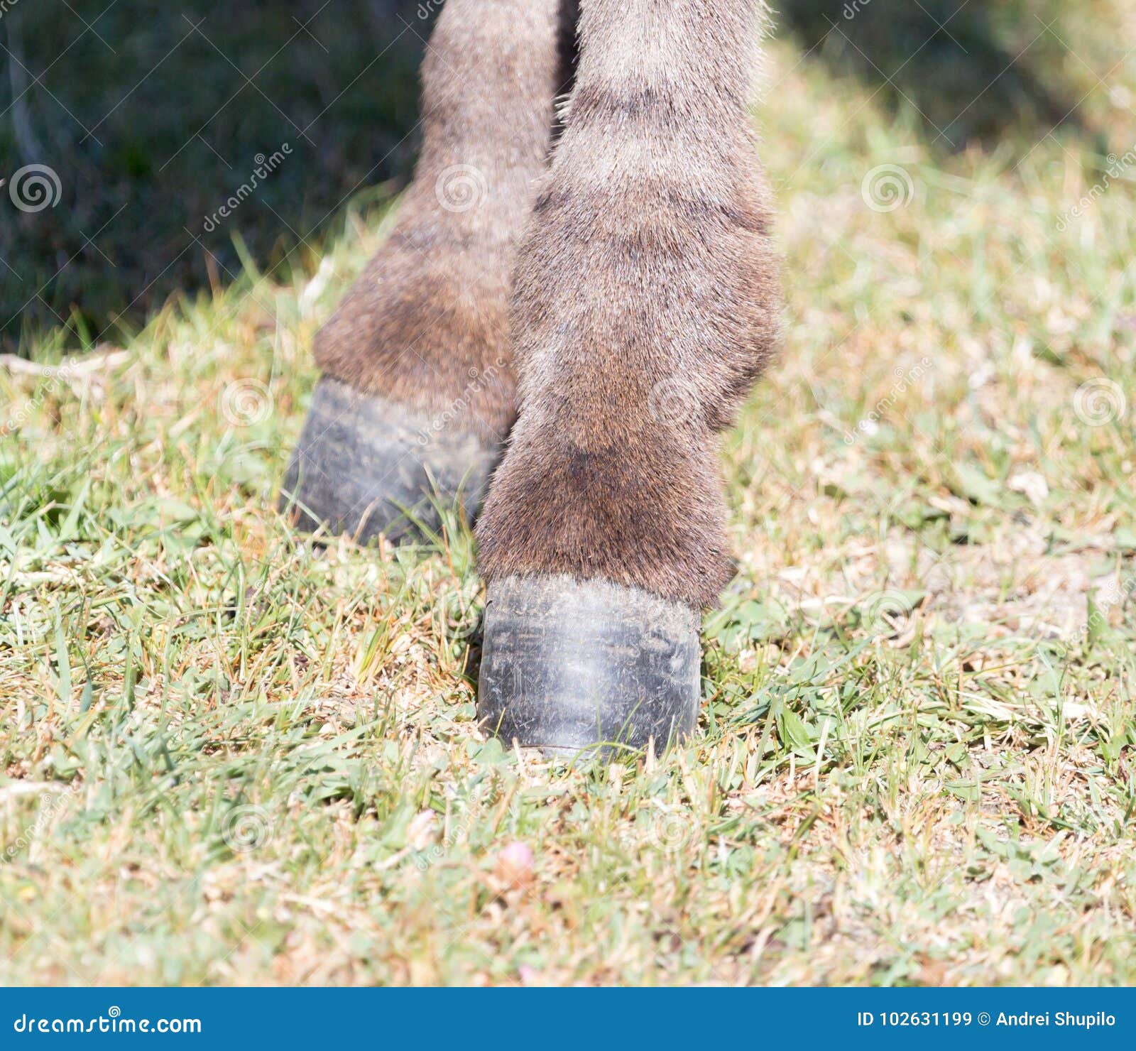 Hooves of a Donkey in Nature Stock Image - Image of donkey, hoof: 102631199
