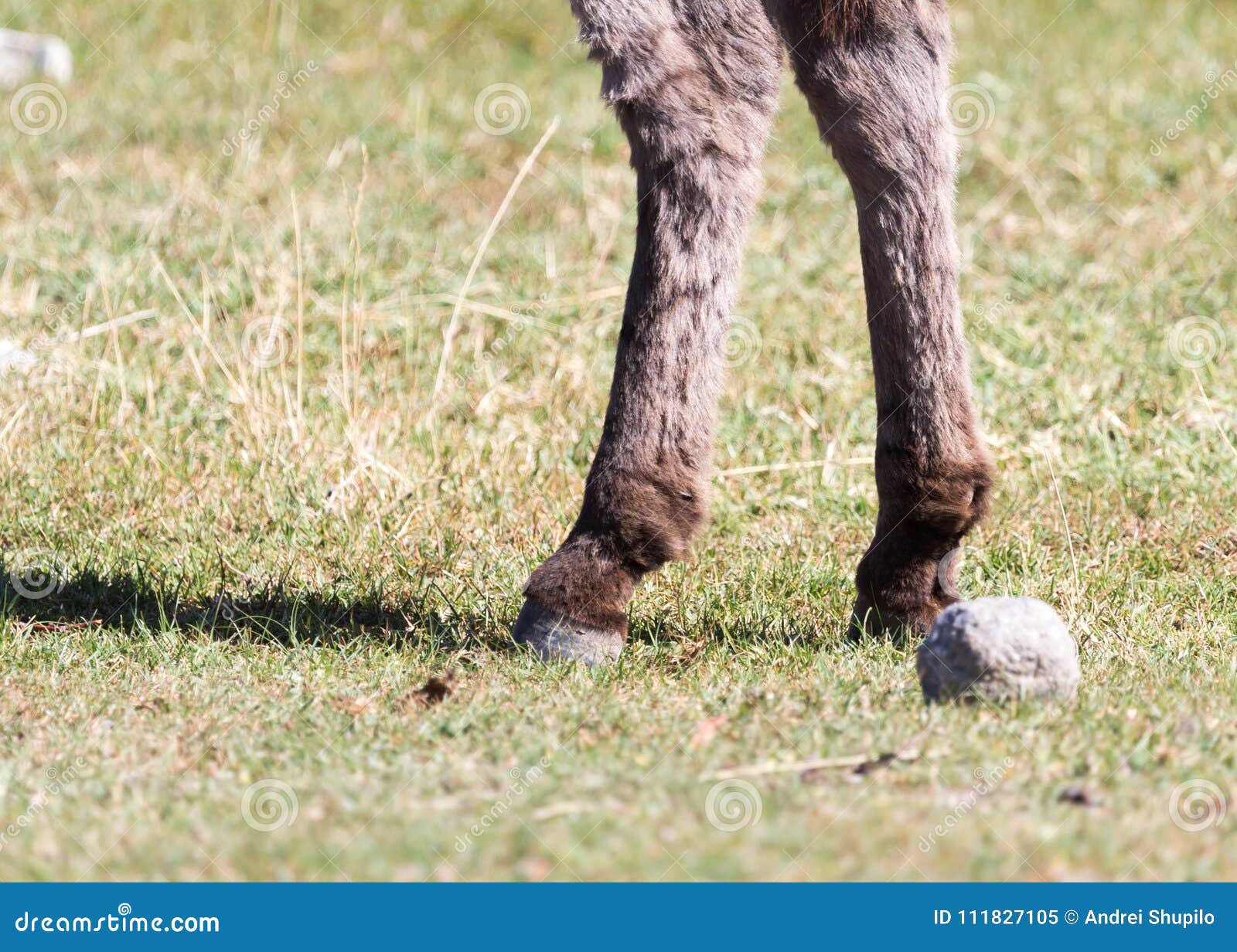 Hooves of a Donkey in Nature Stock Image - Image of donkey, field ...