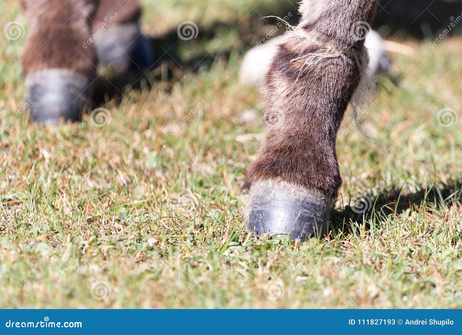 Hooves of a Donkey in Nature Stock Image - Image of ground, foot: 111827193
