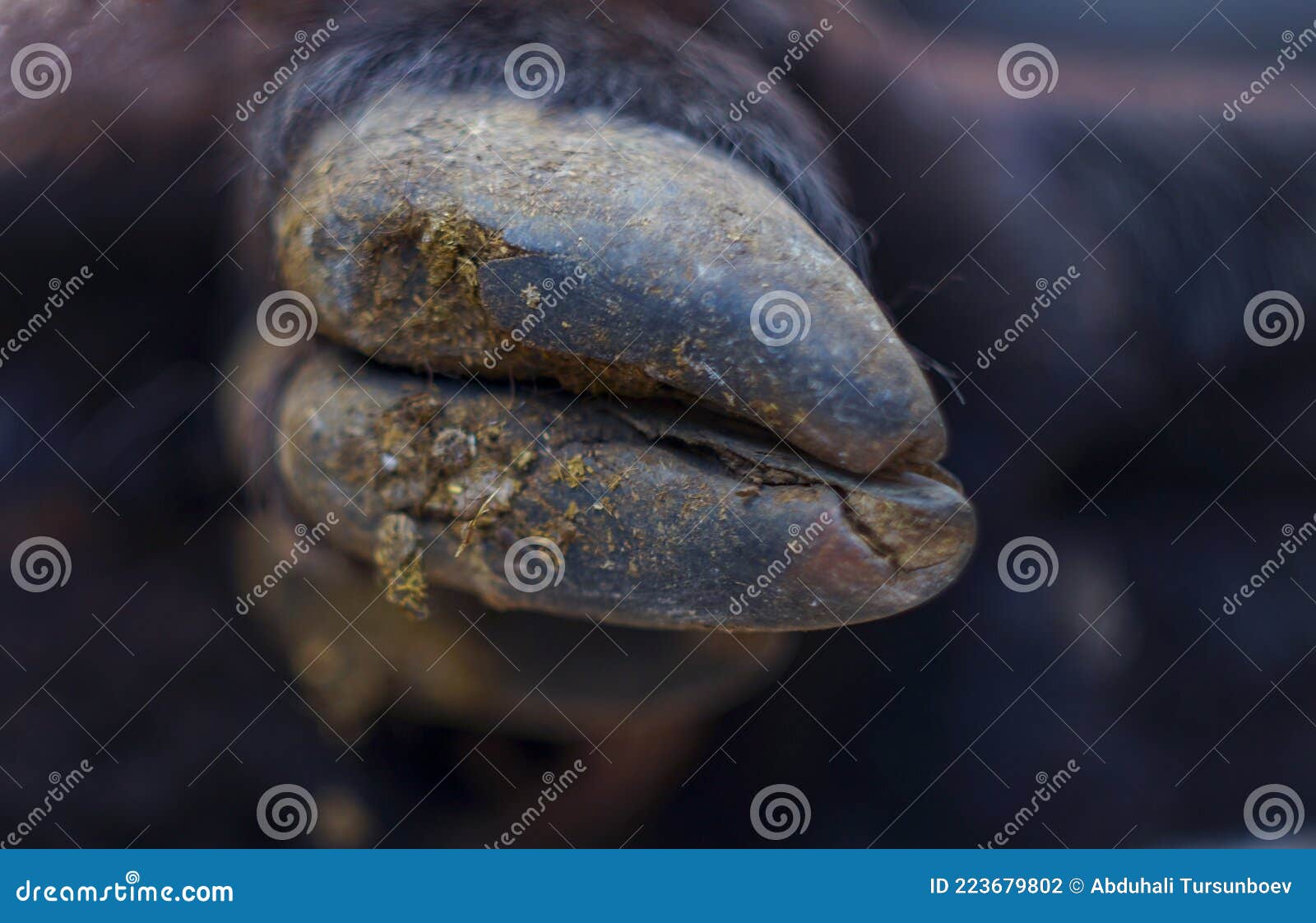 The hooves of sheep stock photo. Image of sharp, people - 223679802