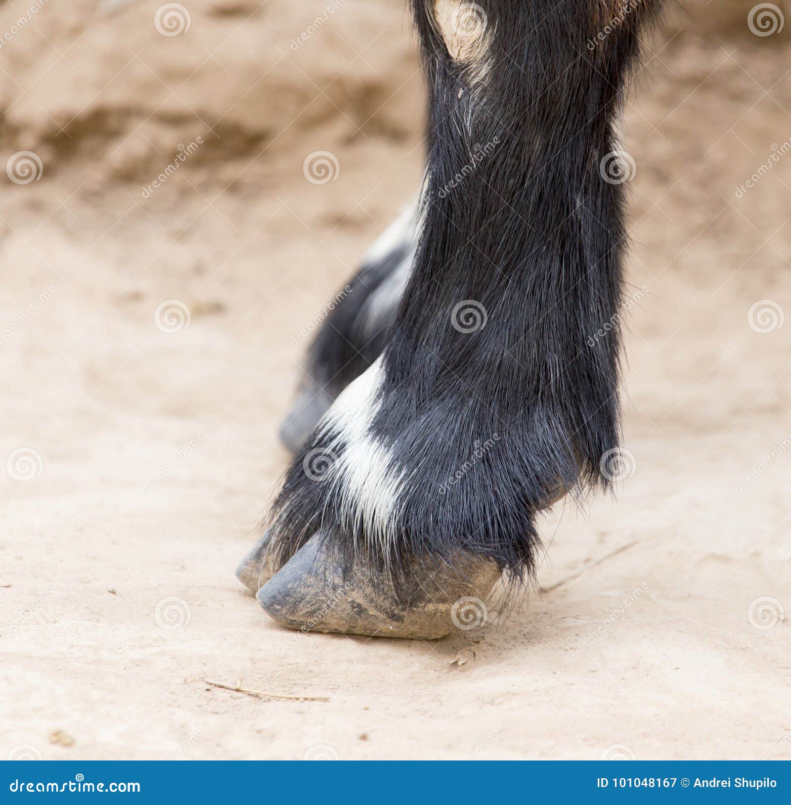 Hooves stock image. Image of closeup, field, equestrian - 101048167