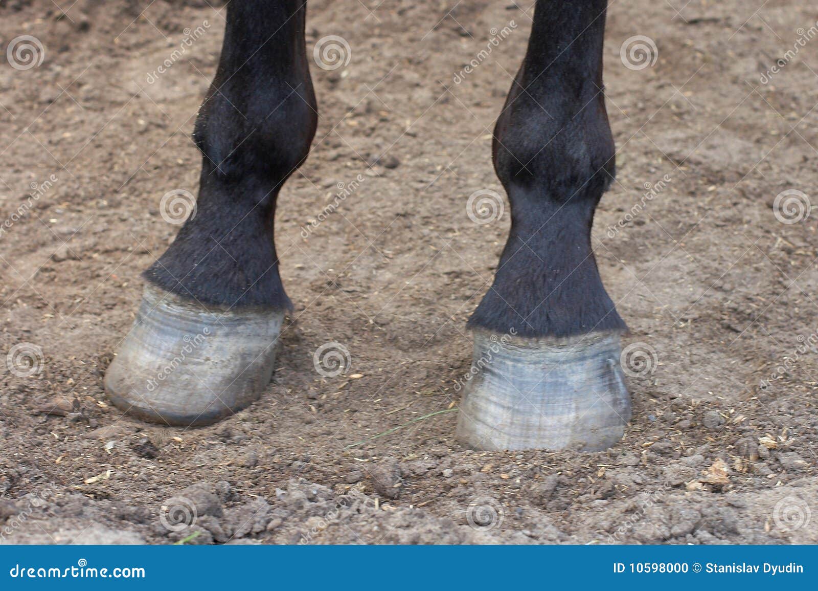 Hooves of the horse stock photo. Image of hooves, land - 10598000