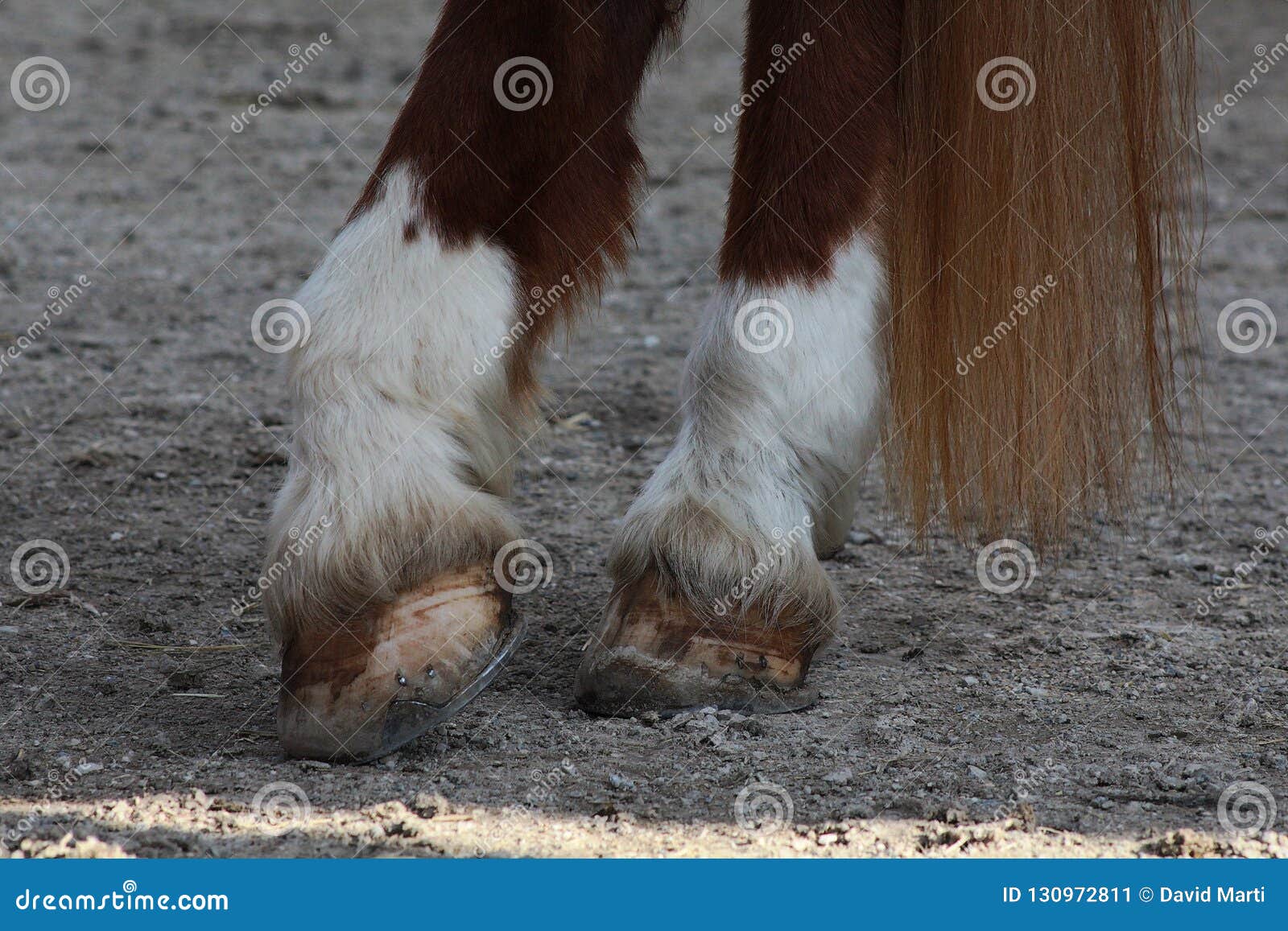 Hooves of a Horse stock image. Image of brown, closeup - 130972811