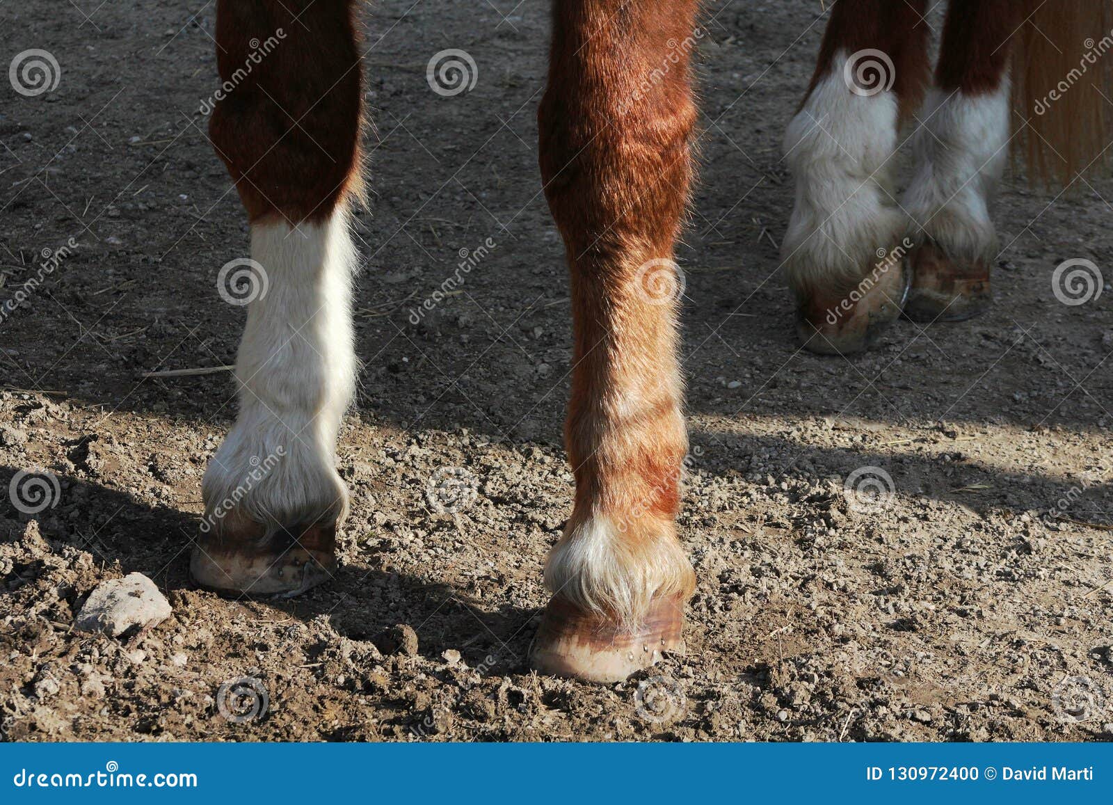Hooves of a Horse stock photo. Image of black, stone - 130972400