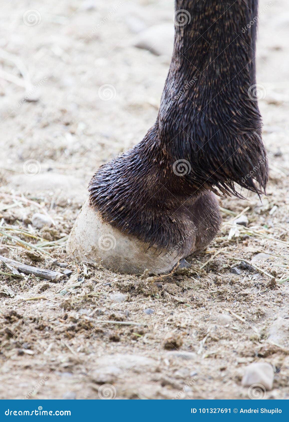 Hooves stock image. Image of close, farm, hoof, knuckle - 101327691