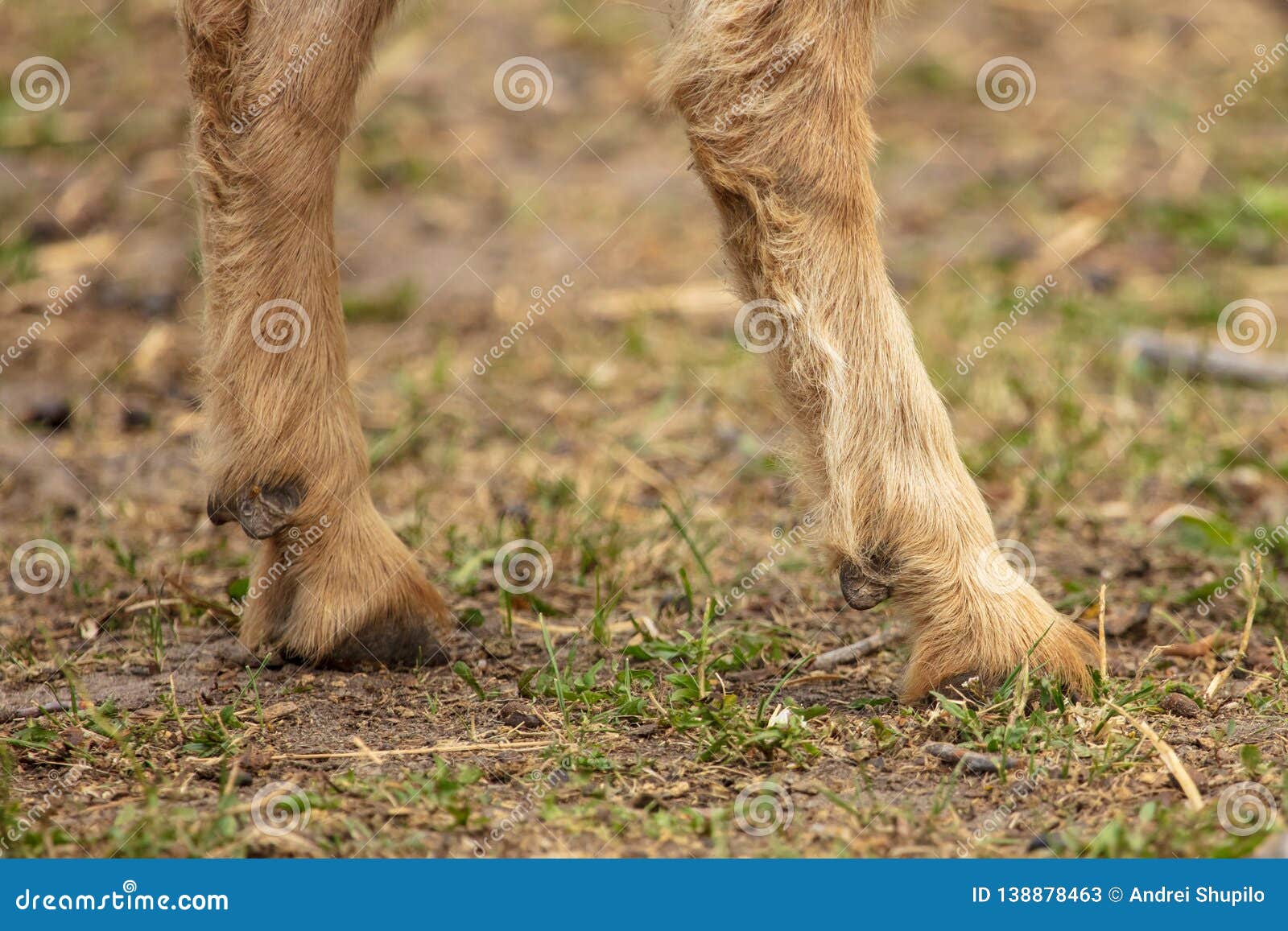 Hooves at the Ram on the Ground Stock Image - Image of animal, soil ...