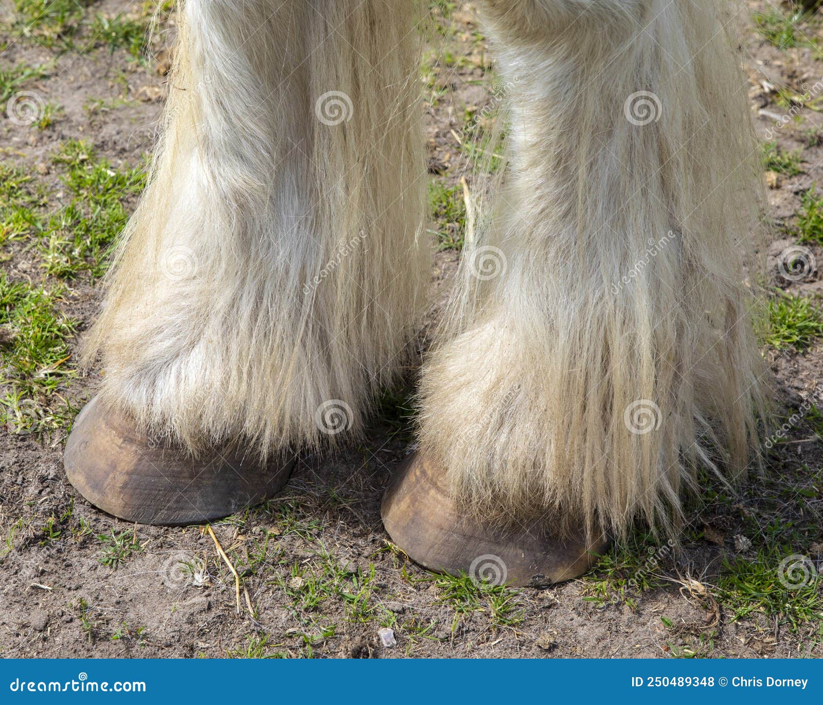 Hooves of a Shire Horse stock photo. Image of mammals - 250489348