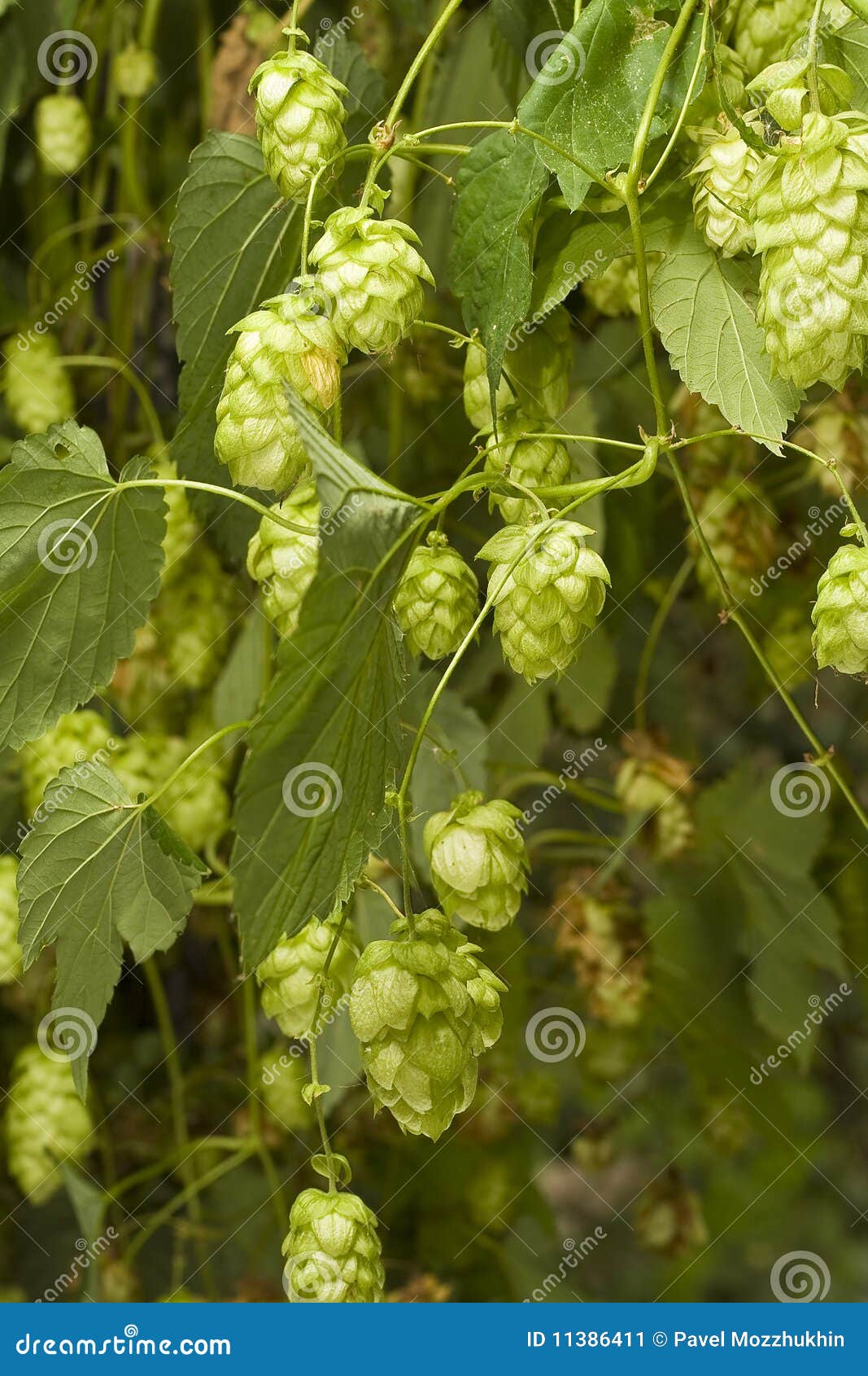 Hop stock image. Image of creeper, crop, sour, outdoors - 11386411