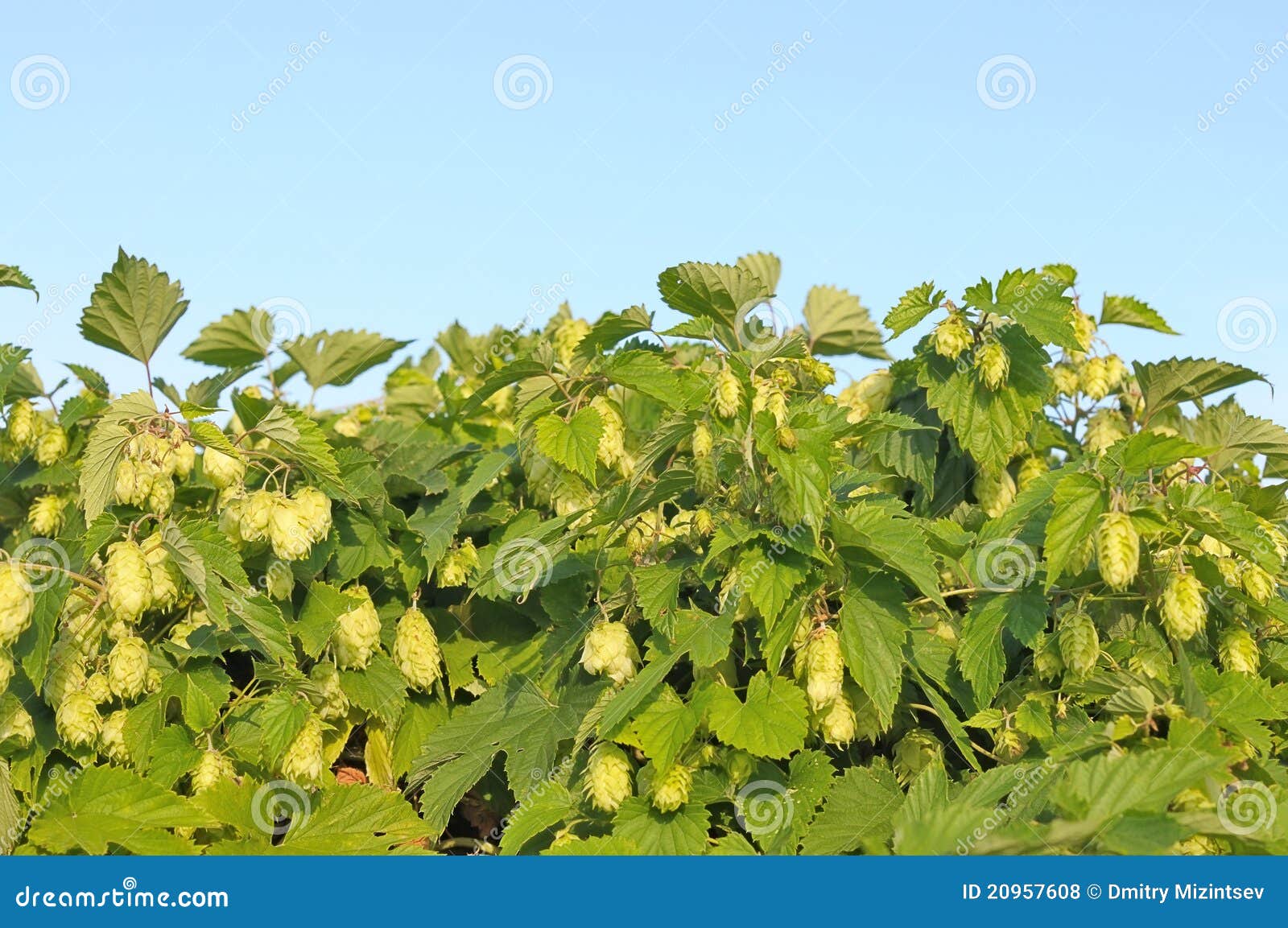 Royalty Free Images, Cartoons, Illustrations And Photos Designed By ...