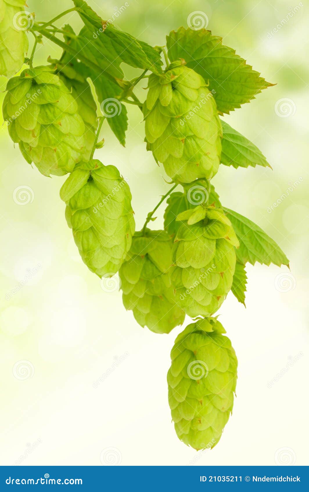 Hop stock image. Image of agriculture, growth, beverage - 21035211