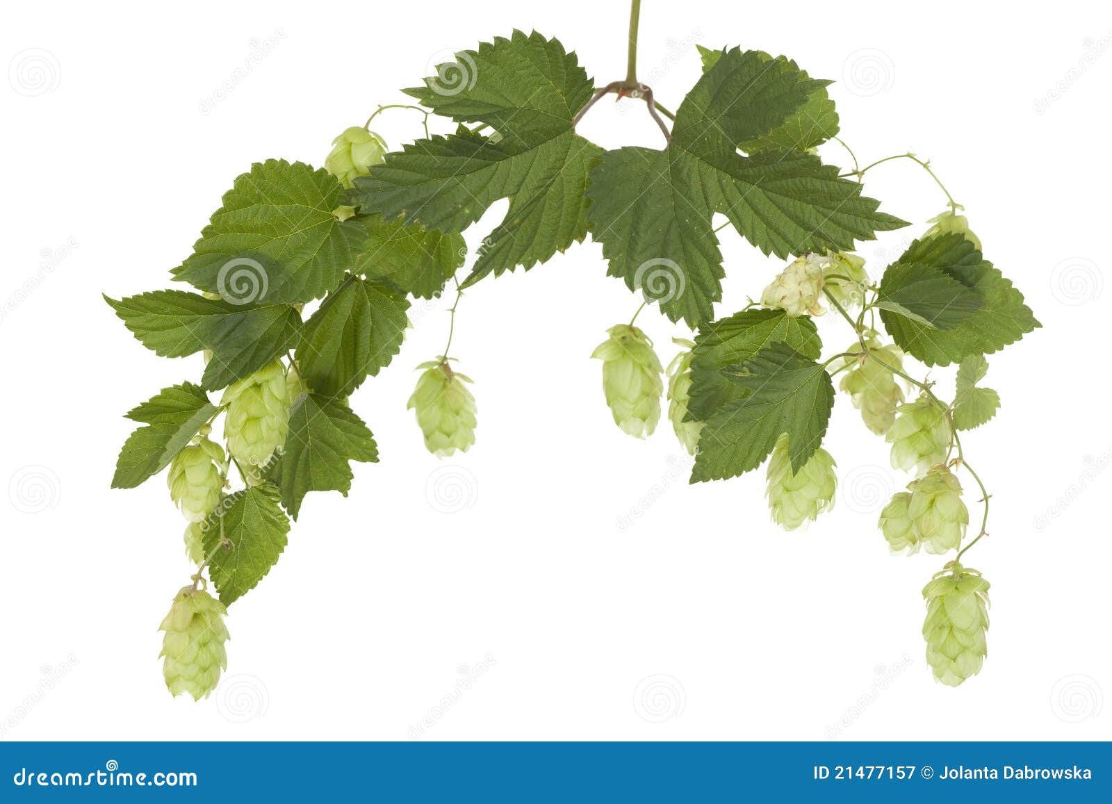 Hop stock image. Image of herbal, stem, plant, beer, flower - 21477157
