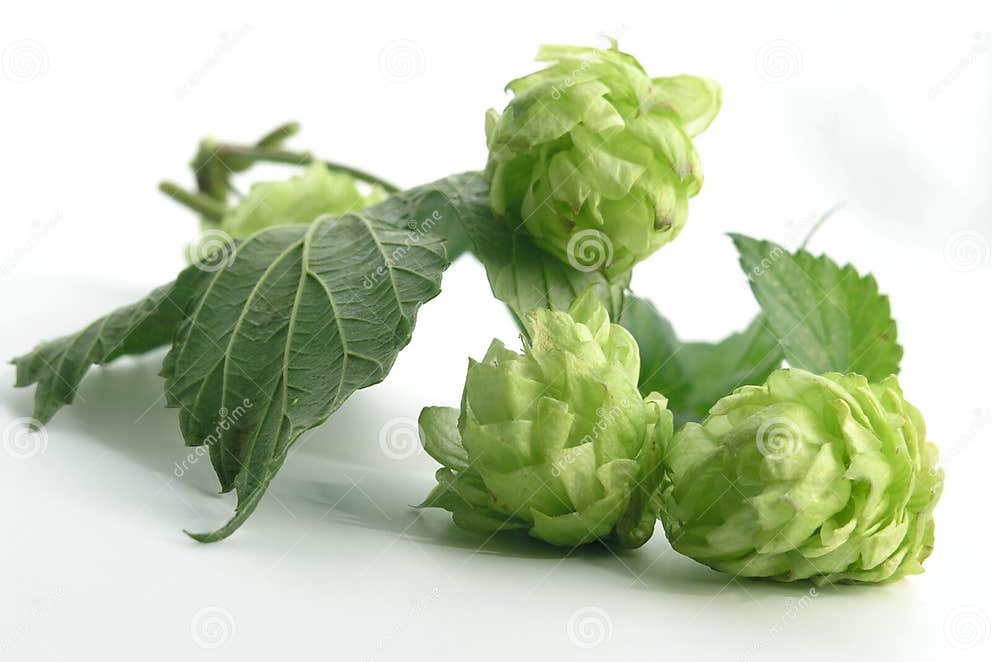 Hop stock image. Image of fuggle, aroma, garden, ferment - 221027