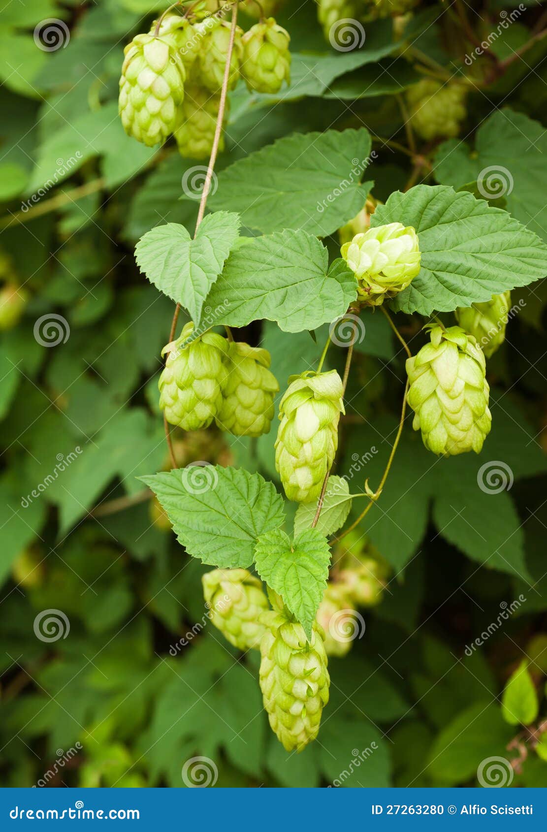 Hop stock photo. Image of nature, spice, agriculture - 27263280