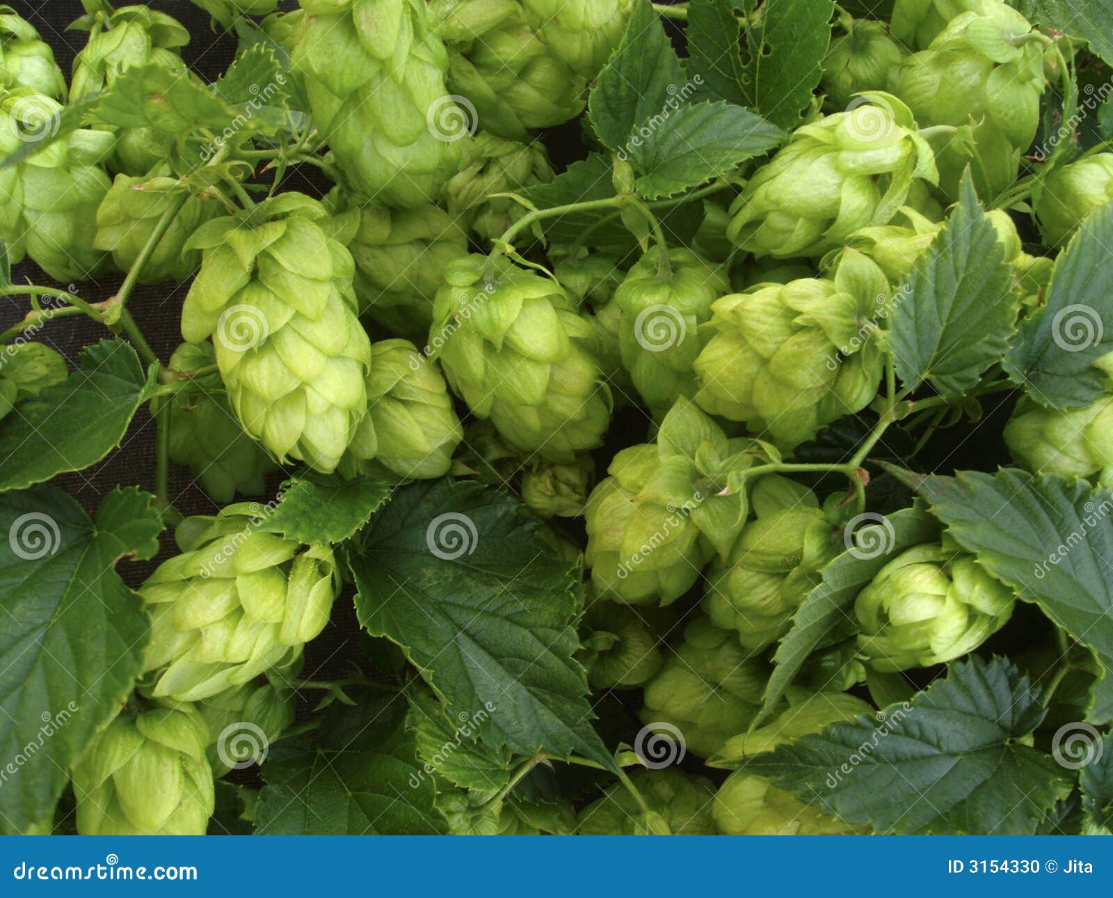 Hop stock photo. Image of autumn, summer, plant, scented - 3154330