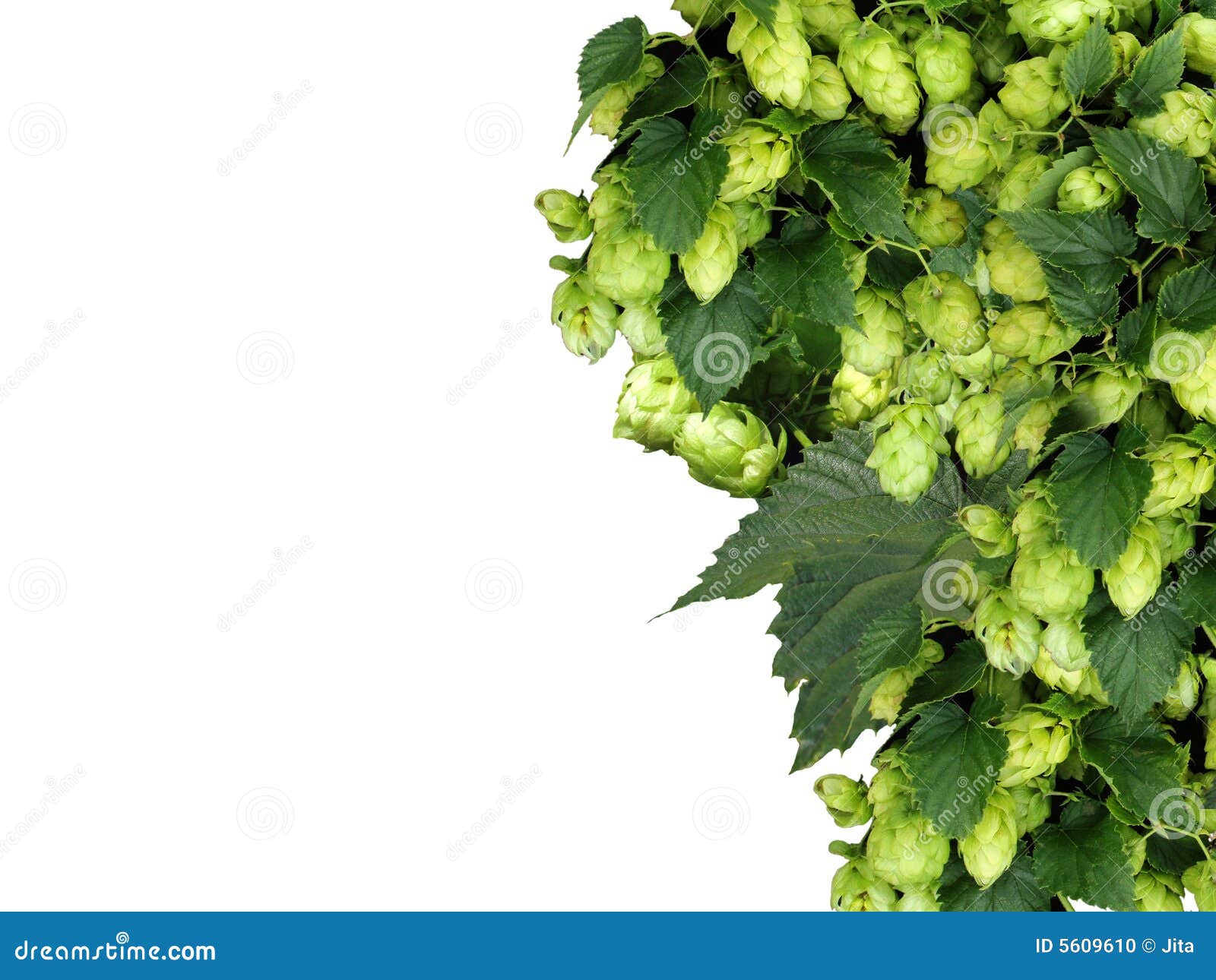 Hop background stock photo. Image of leaf, aromatic, beer - 5609610
