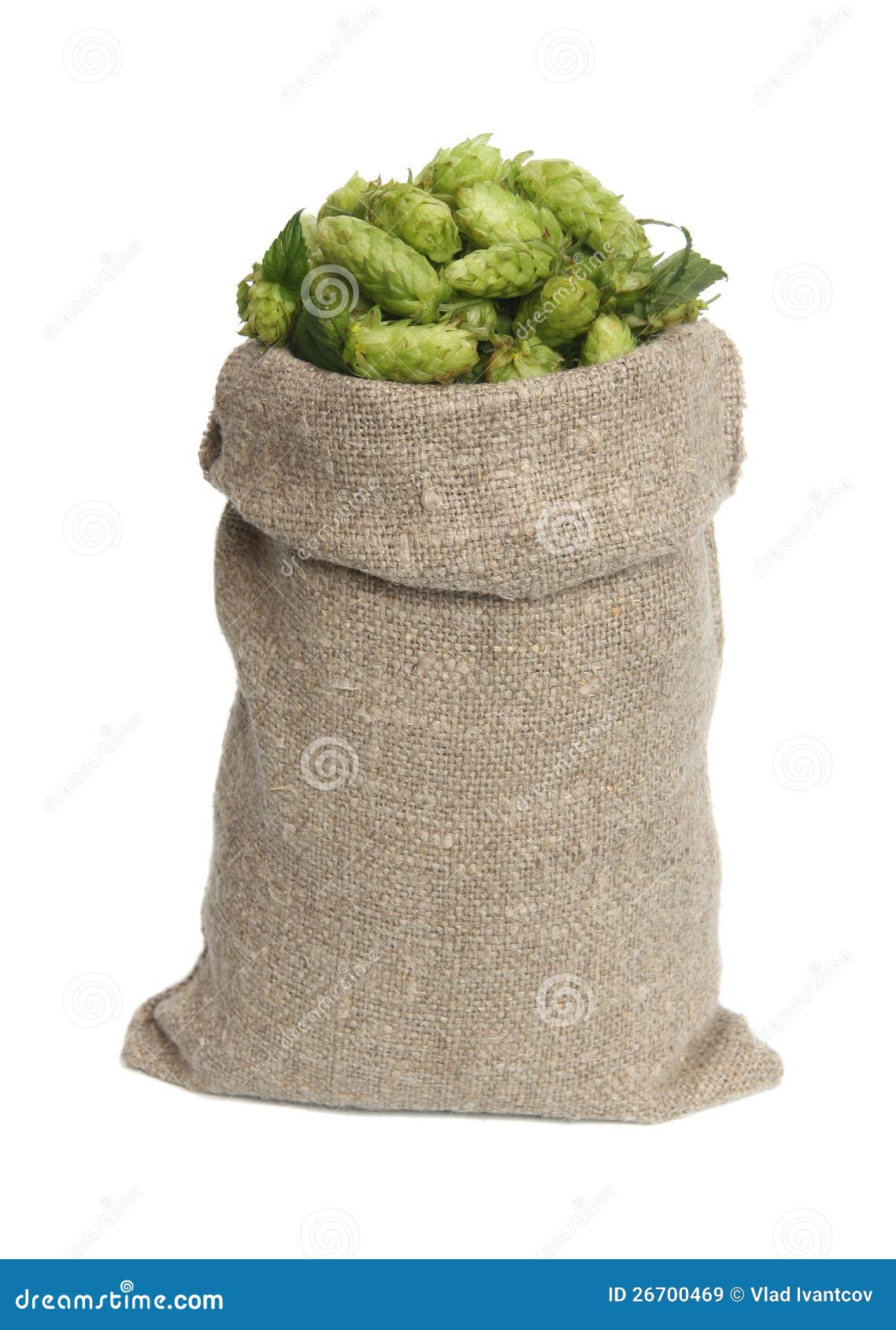 Hop in a bag. stock image. Image of beer, isolated, white - 26700469