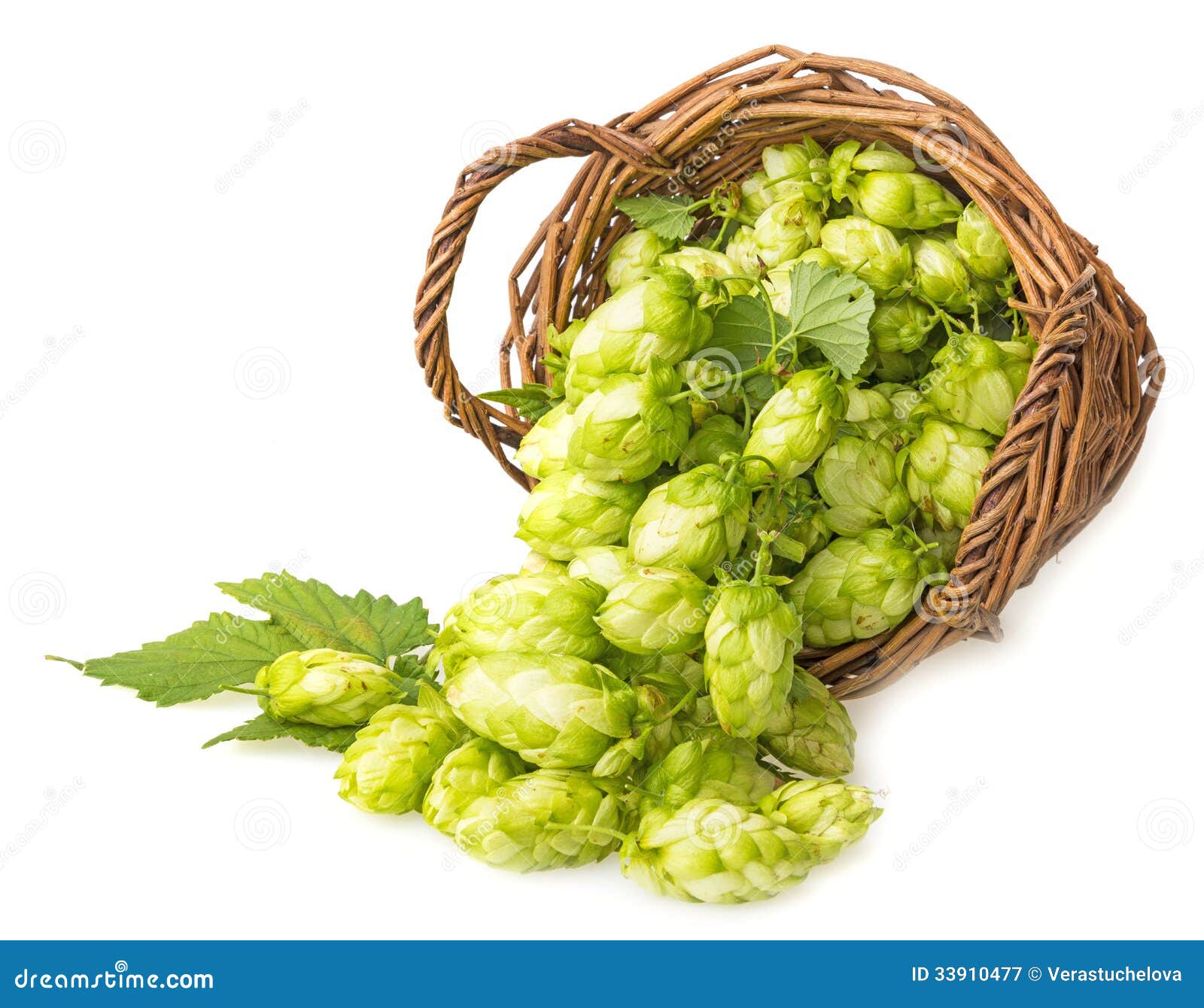 Hop in a basket stock image. Image of field, bitterness - 33910477
