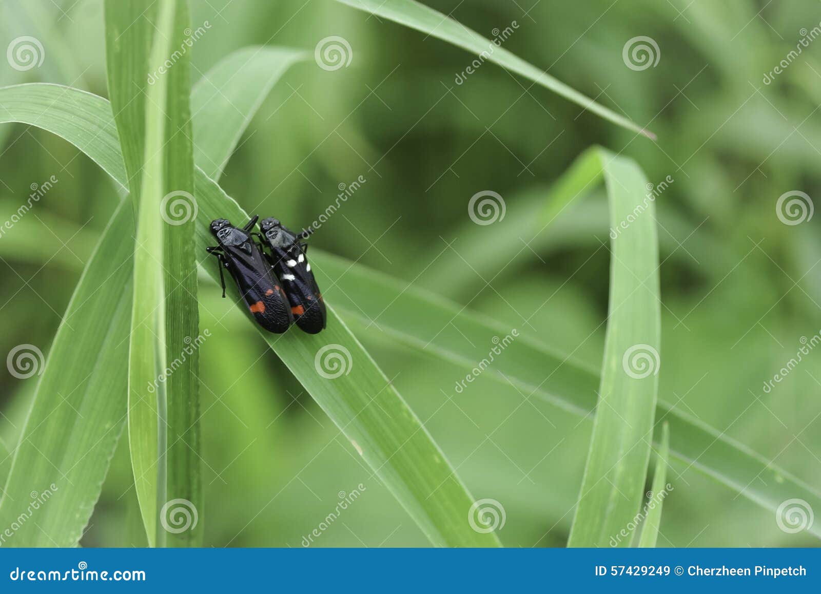 Hop stock image. Image of nature, callitettix, insect - 57429249