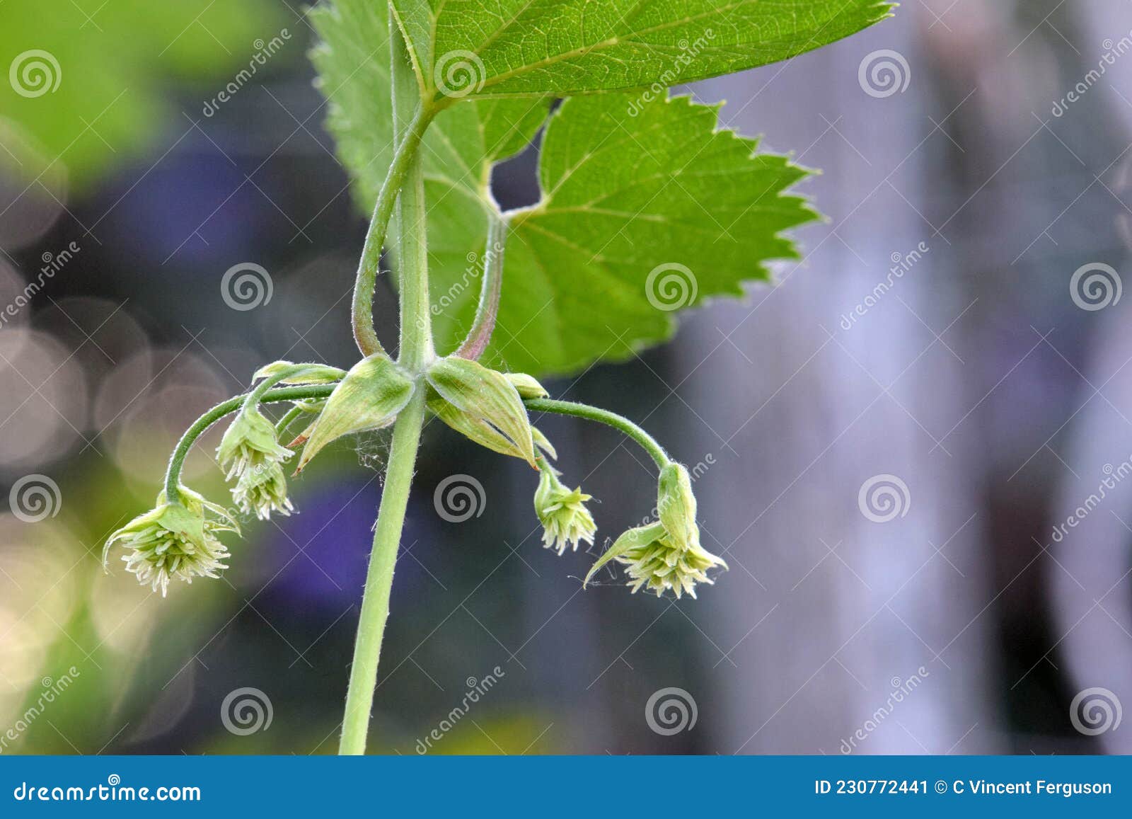 Hop Blossom Buds with Green Leaves Stock Image - Image of blossom ...
