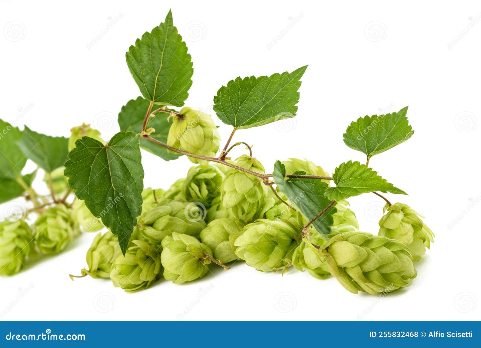 Hop branch with leaves stock photo. Image of fresh, natural - 255832468
