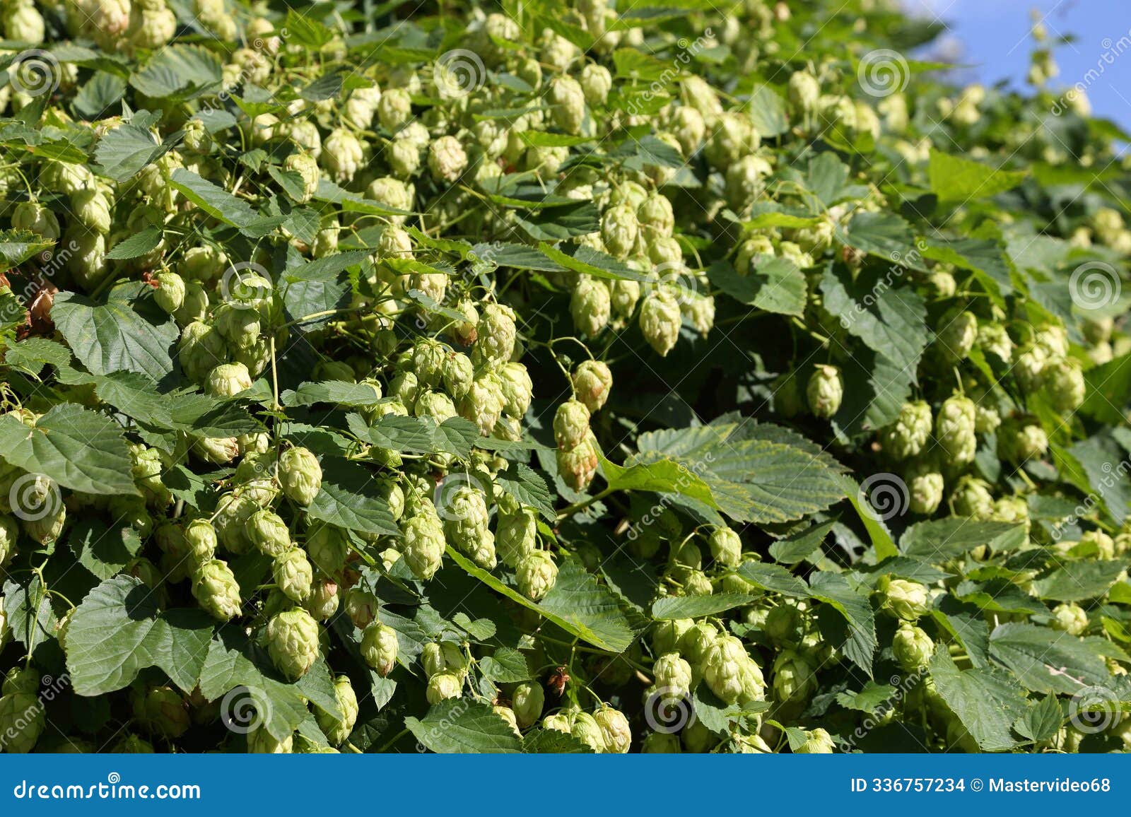 Hop Bushes. Wild Hops. Hops for Brewing. Hops. Stock Photo - Image of ...
