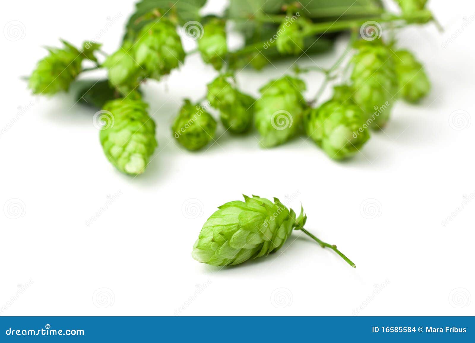 Hop close-up stock photo. Image of growth, hops, leaf - 16585584