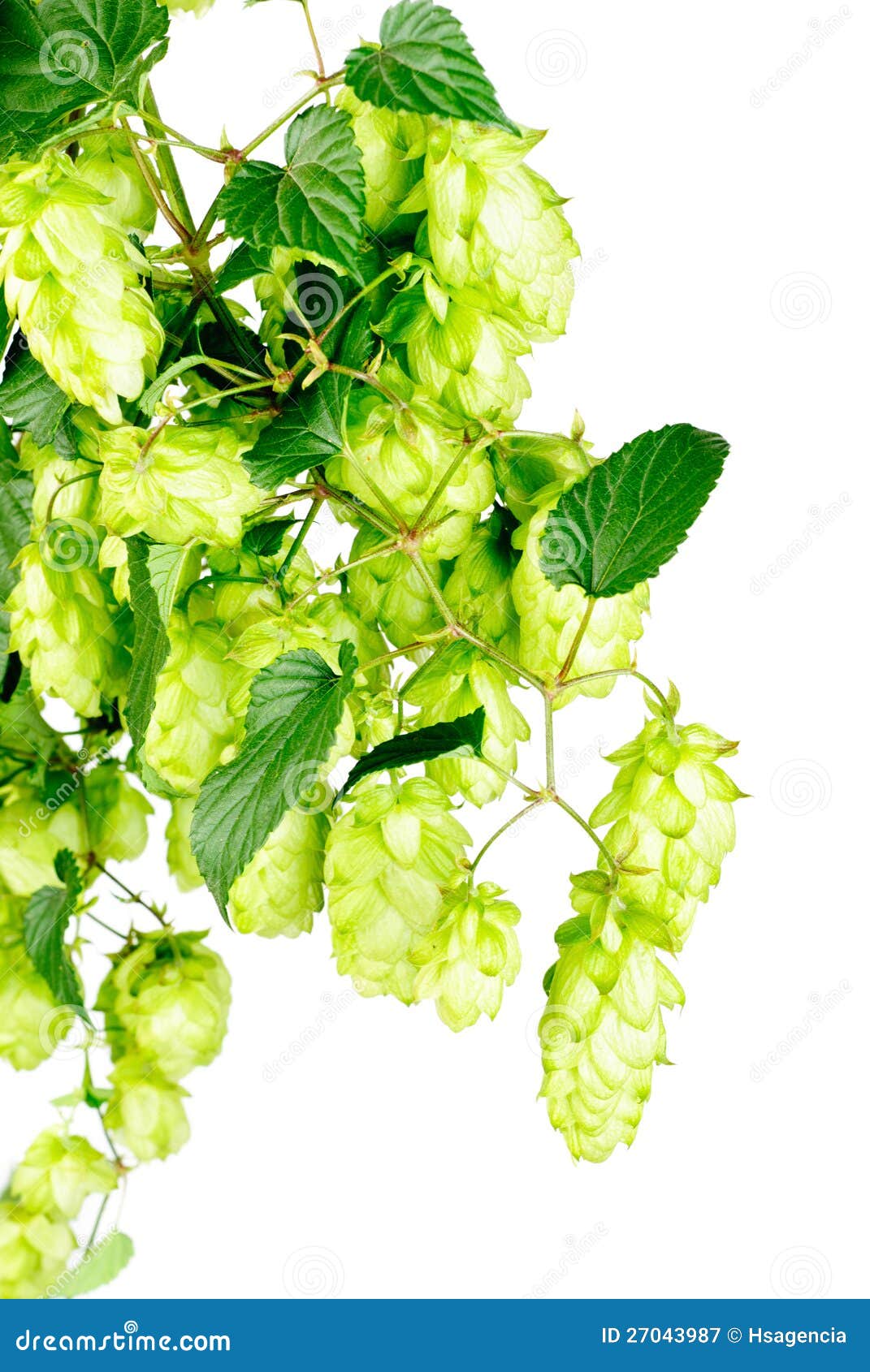Hop Close-up Isolated on White Stock Image - Image of agriculture ...