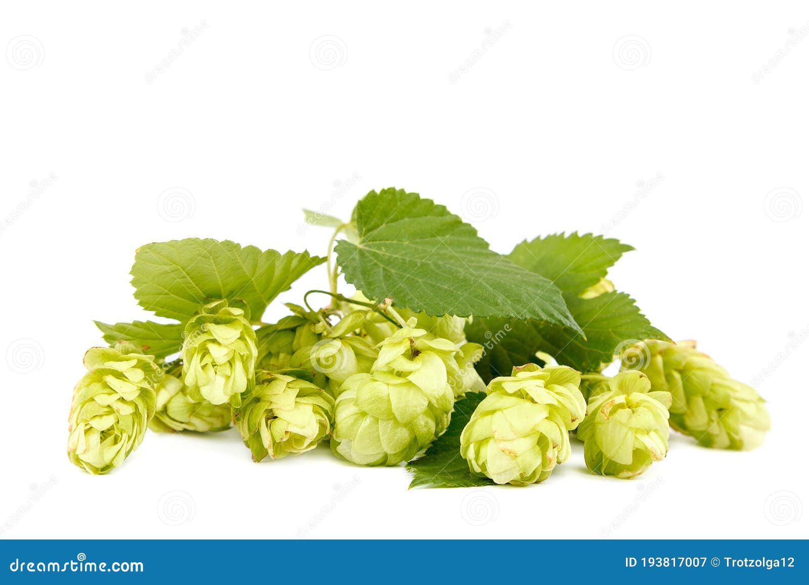 Hop Close-up Isolated on a White Background Stock Image - Image of ...