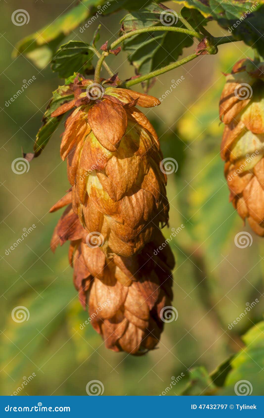 Hop stock image. Image of wooden, nature, background - 47432797