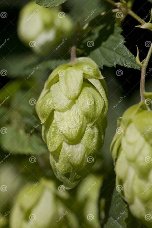 Hop cone stock photo. Image of aroma, fermentation, closeup - 15975326