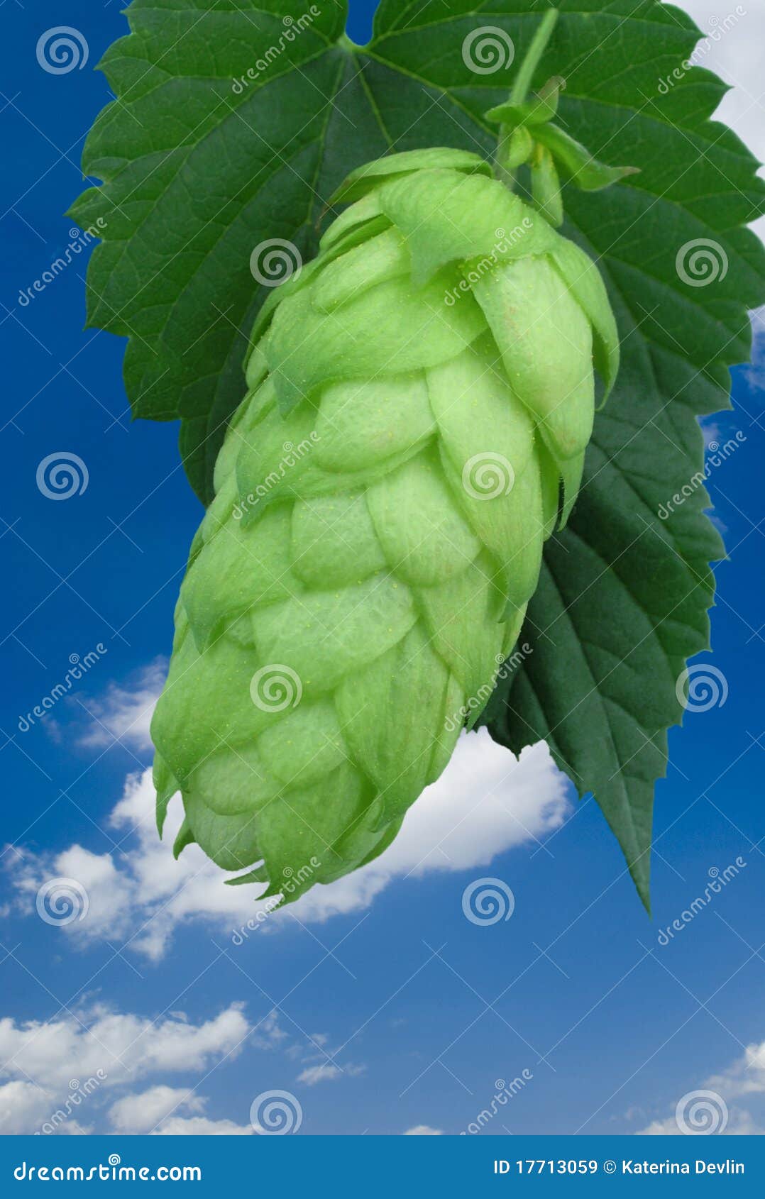 A hop-cone stock image. Image of grow, detail, brewery - 17713059