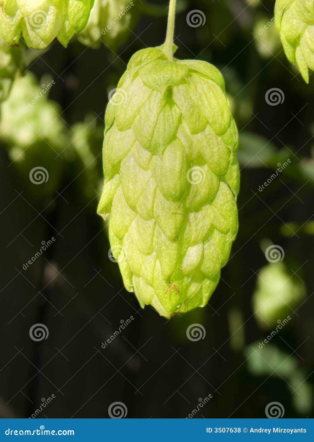 Hop cone stock photo. Image of inflorescence, macro, lianoid - 3507638
