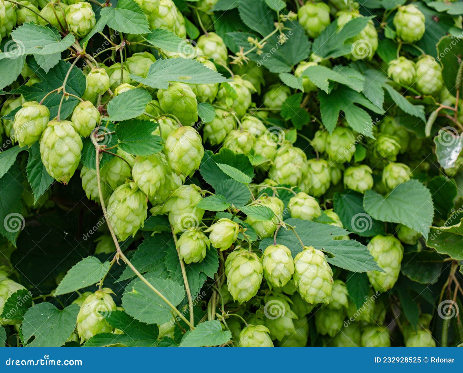 Hop Cone in a Hop Field. Macro Photo of Green Hops Stock Image - Image ...