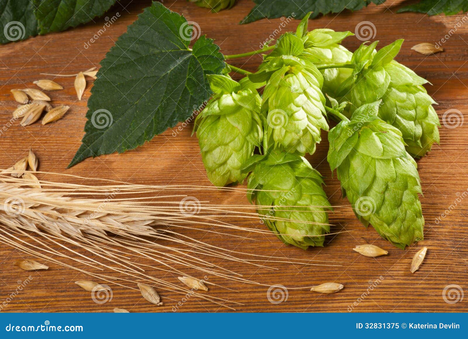 Hop cone stock image. Image of field, lupulus, agronomy - 32831375