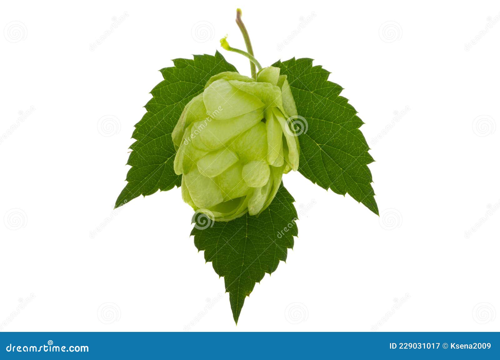 Hop cone isolated stock image. Image of closeup, herb - 229031017