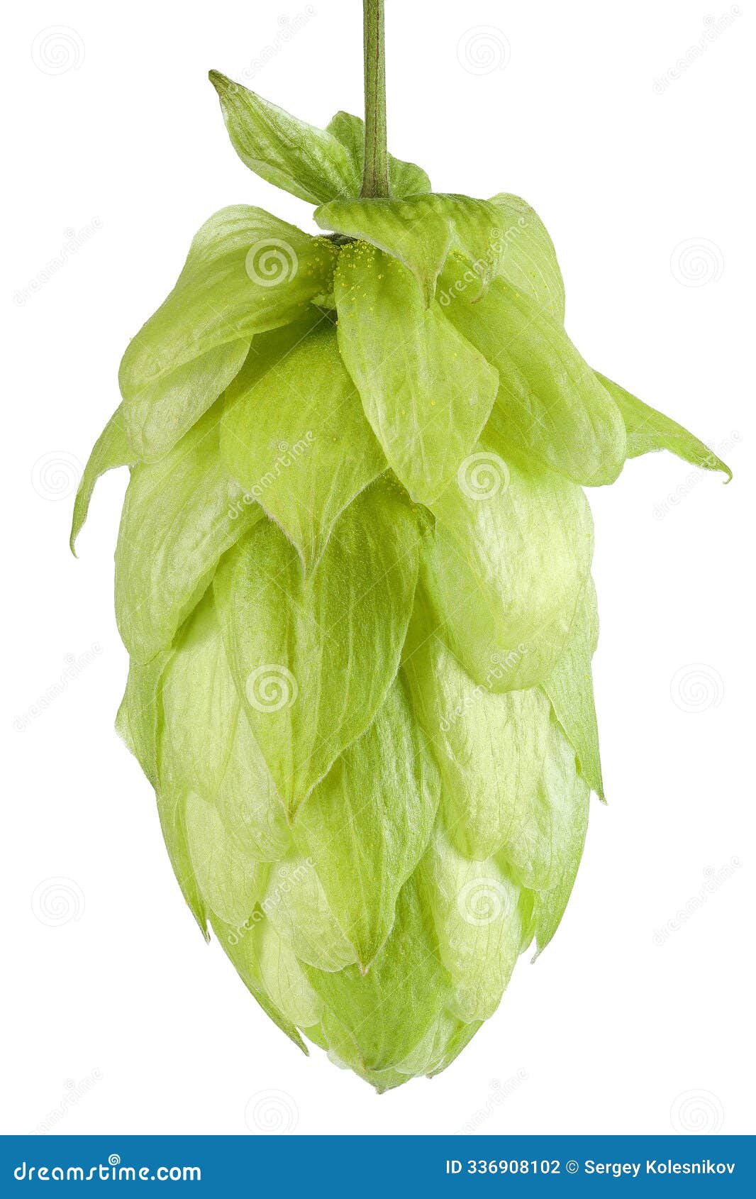 Hop Cone Isolated on White Background. Beer Brewing Ingredients Stock ...