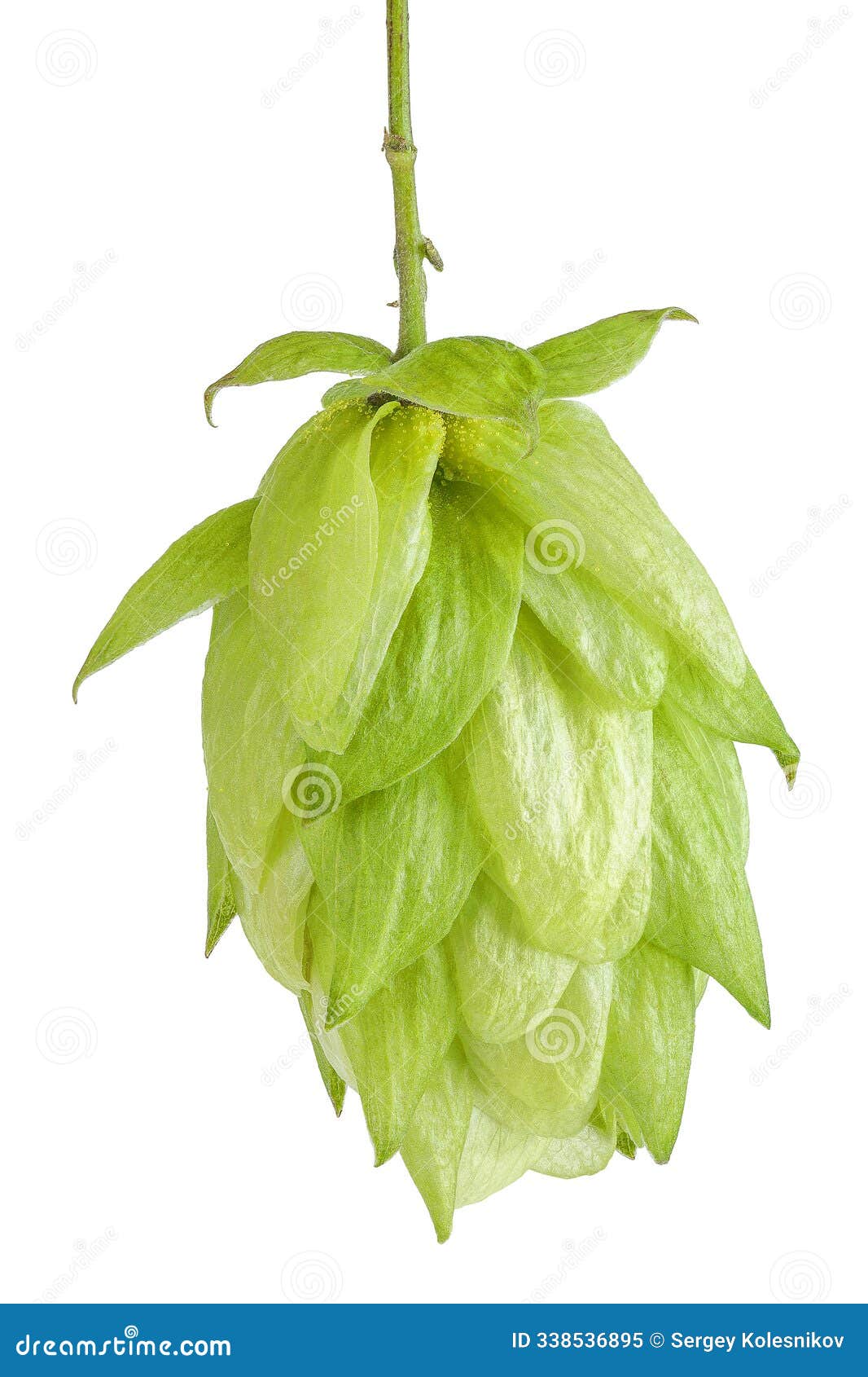 Hop Cone Isolated on White Background. Beer Brewing Ingredients Stock ...