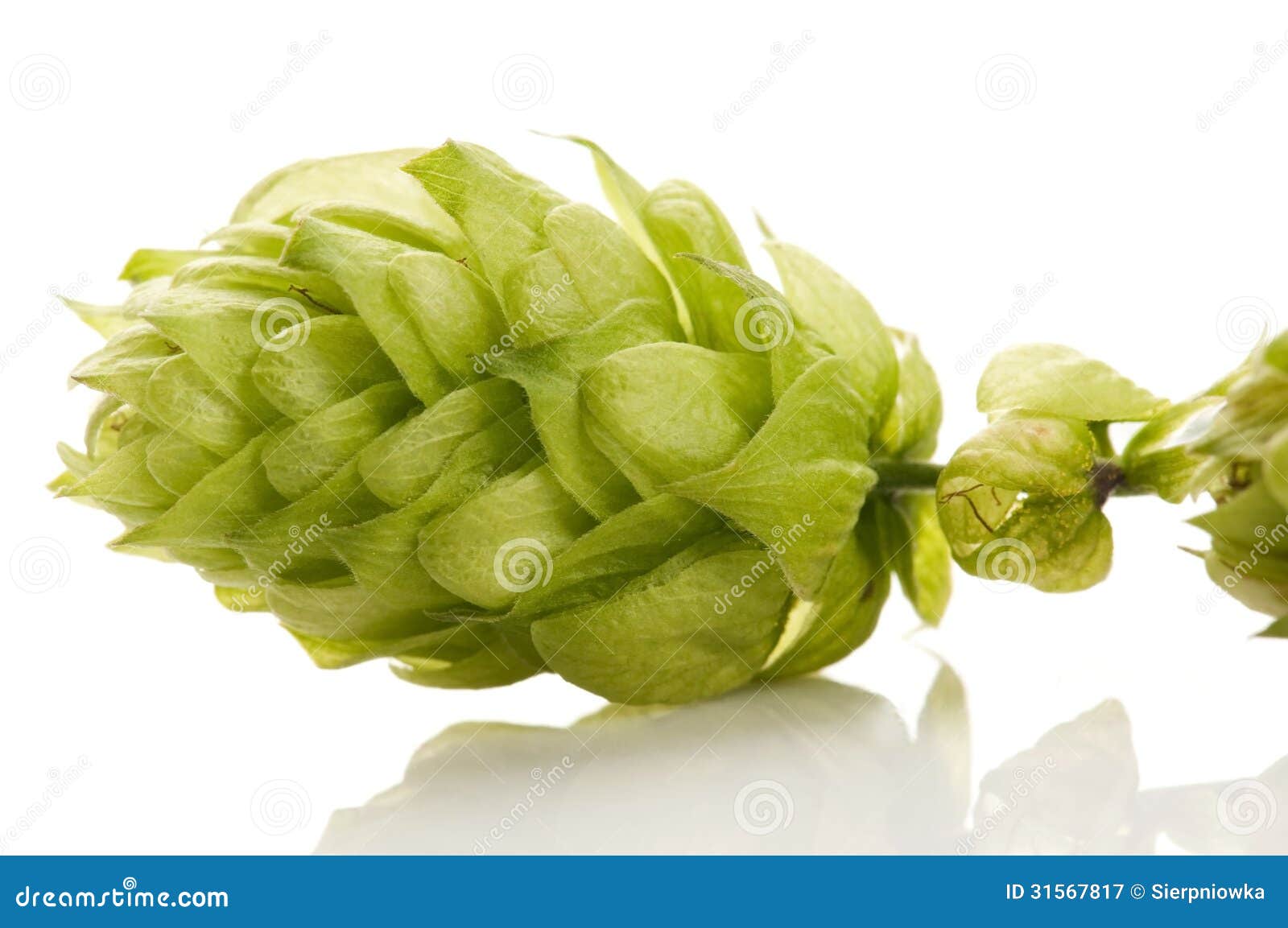 Hop cone and leaves stock image. Image of isolated, fresh - 31567817