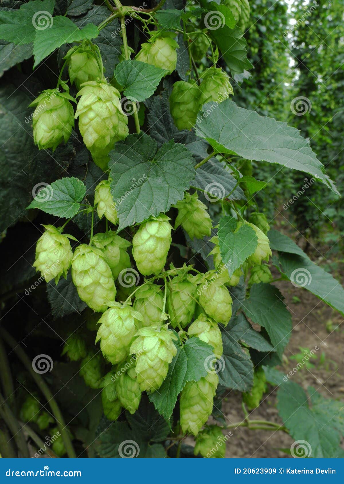 Hop cones stock image. Image of harvest, hops, grow, summer - 20623909