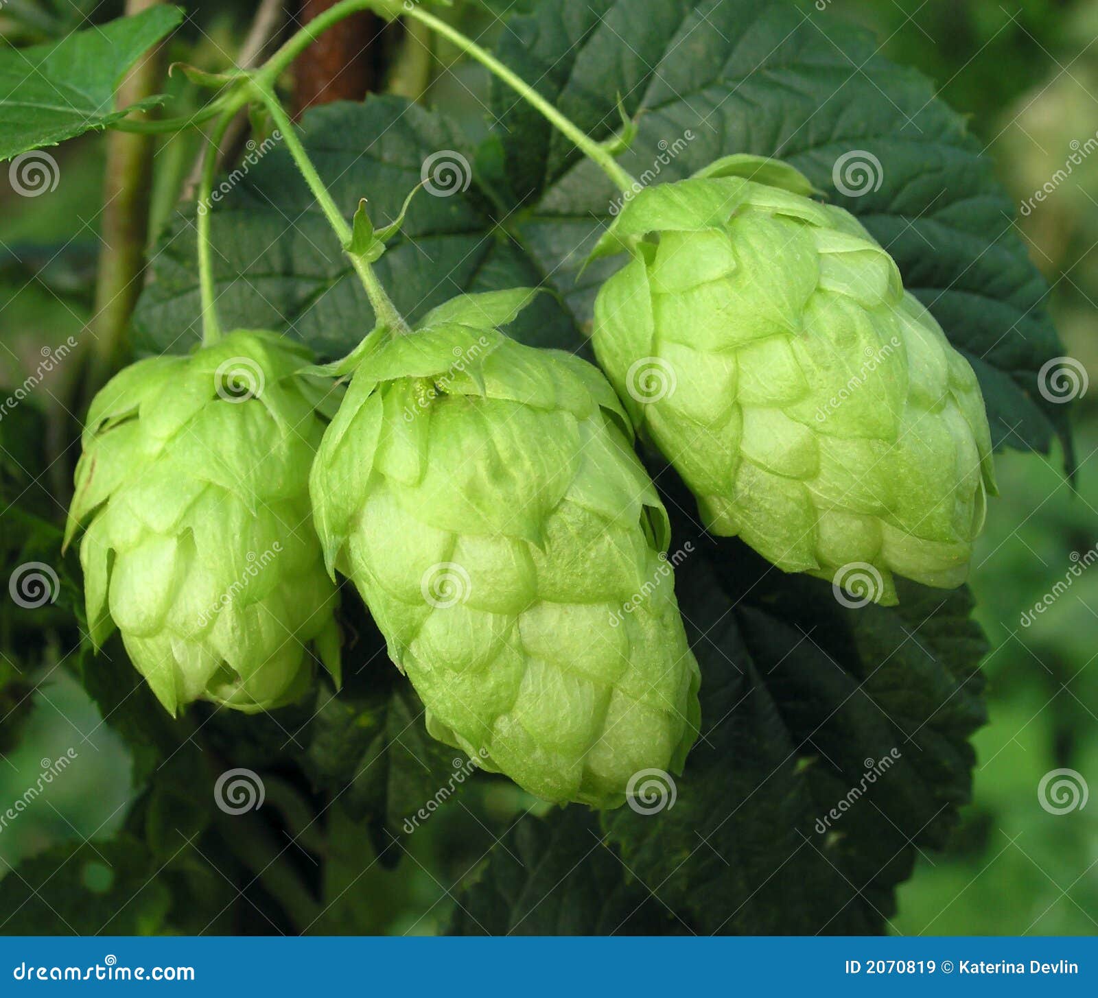 Hop-cones stock image. Image of green, reaping, harvest - 2070819