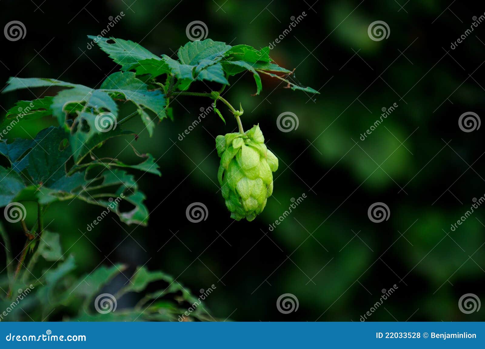 Hop cones stock photo. Image of natural, breweries, herbs - 22033528