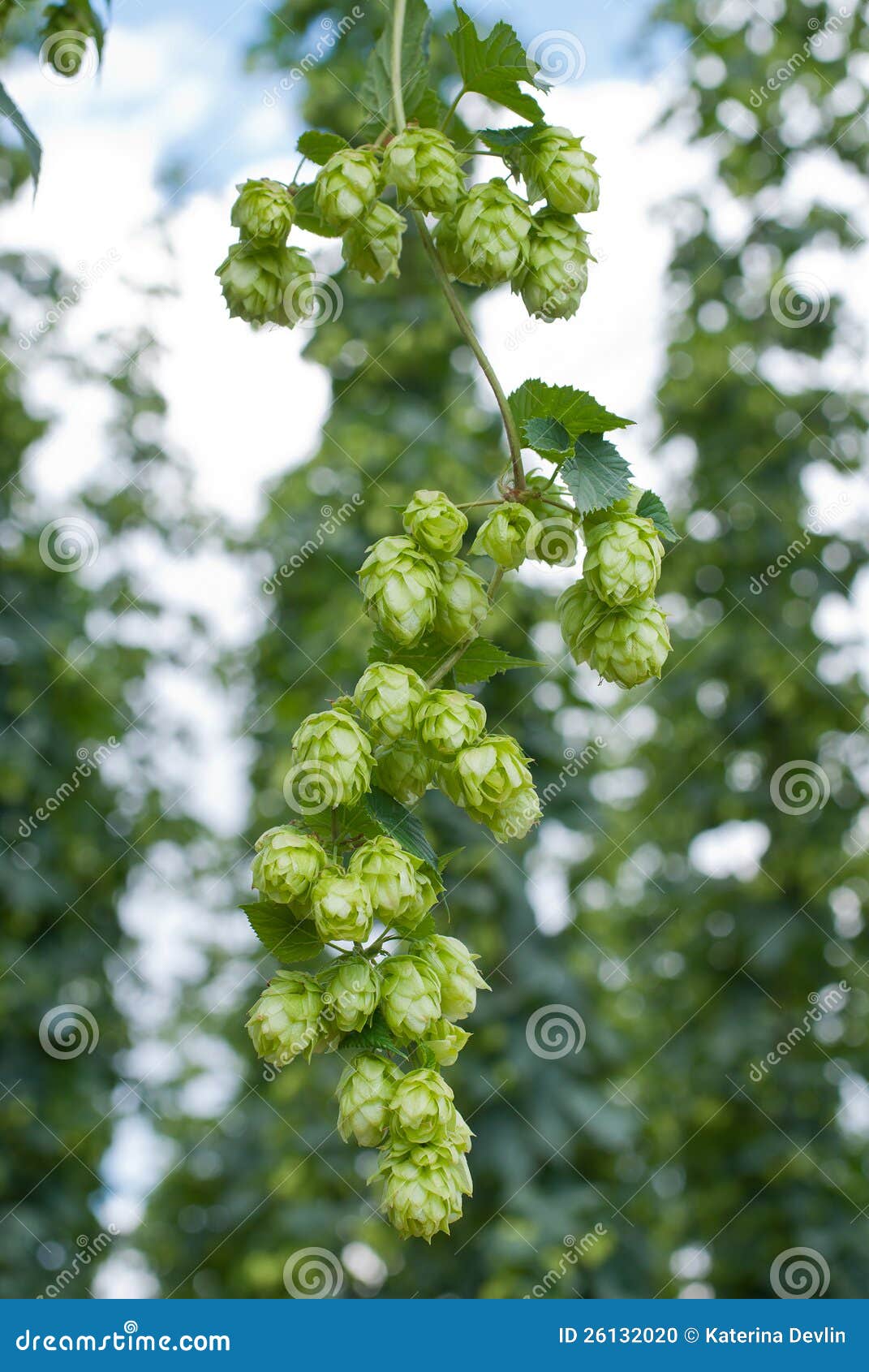 Hop cones stock photo. Image of plant, herb, garden, production - 26132020