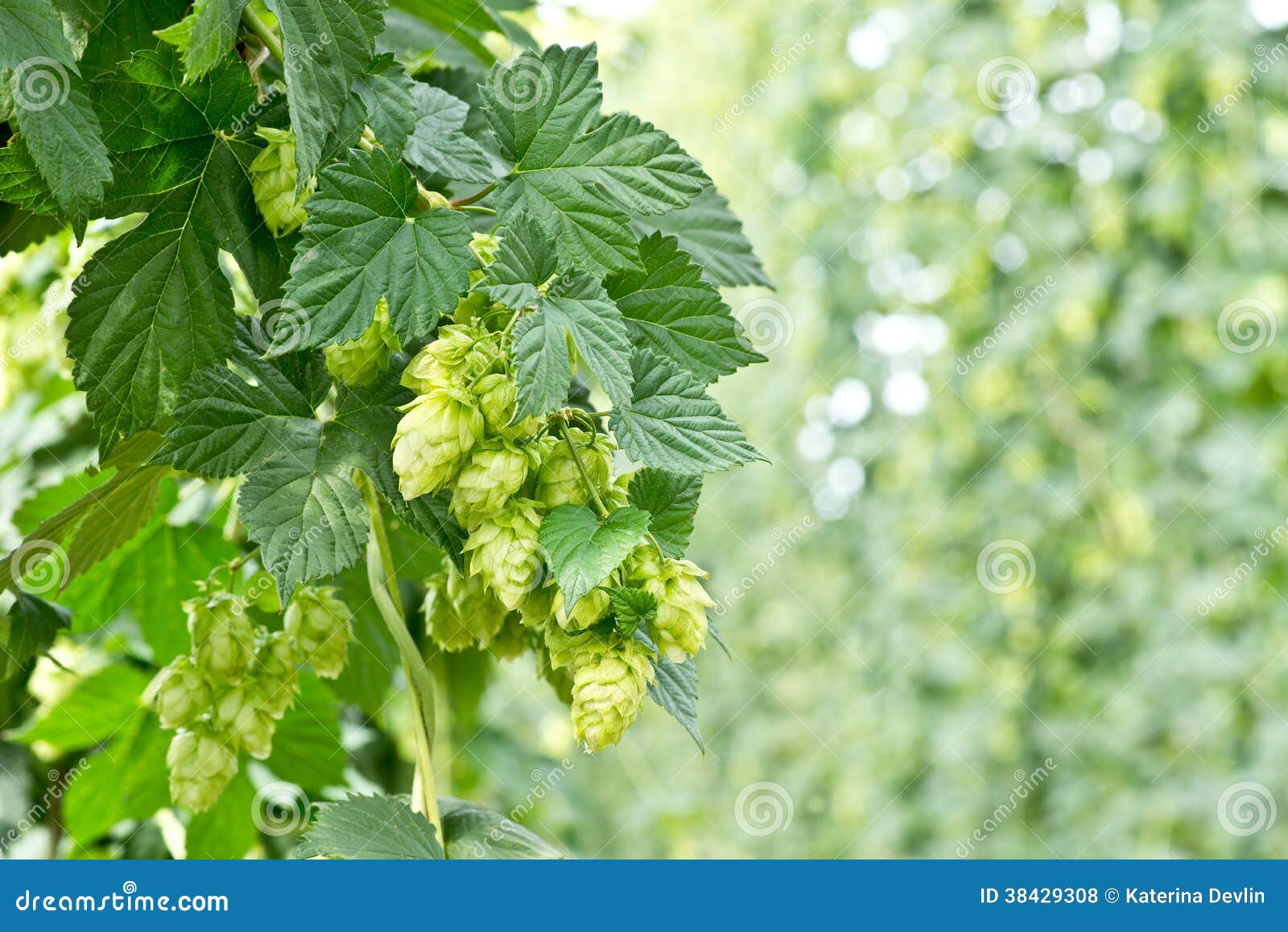 Hop cones stock photo. Image of ripe, closeup, cone, material - 38429308