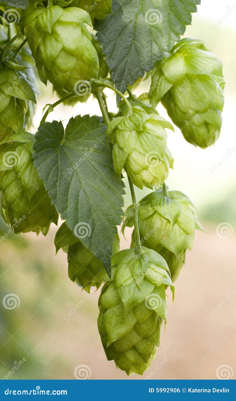 Hop cones stock photo. Image of beverages, cone, beer - 5992906