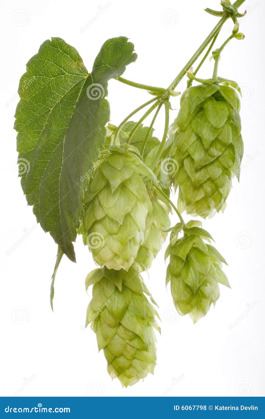 Hop cones stock photo. Image of liquid, ingredient, brewing - 6067798
