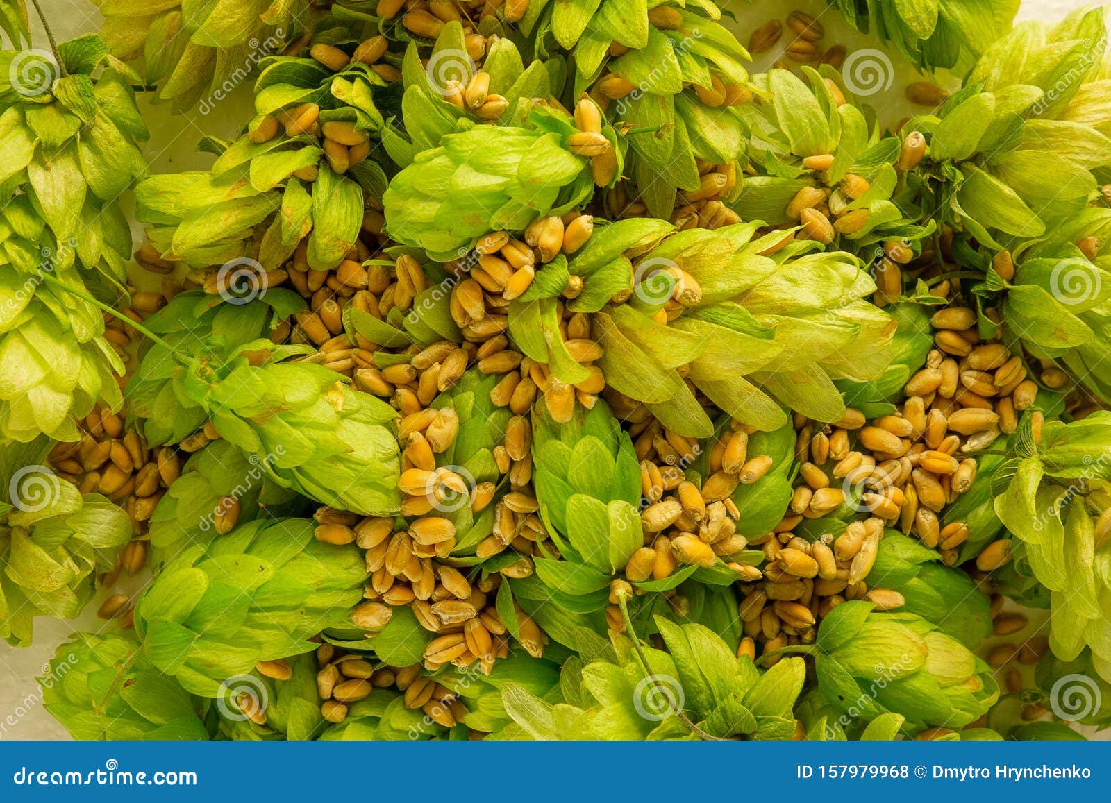 Hop Cones and Barley Grains Pile Close Up Image. Concept of Beer ...