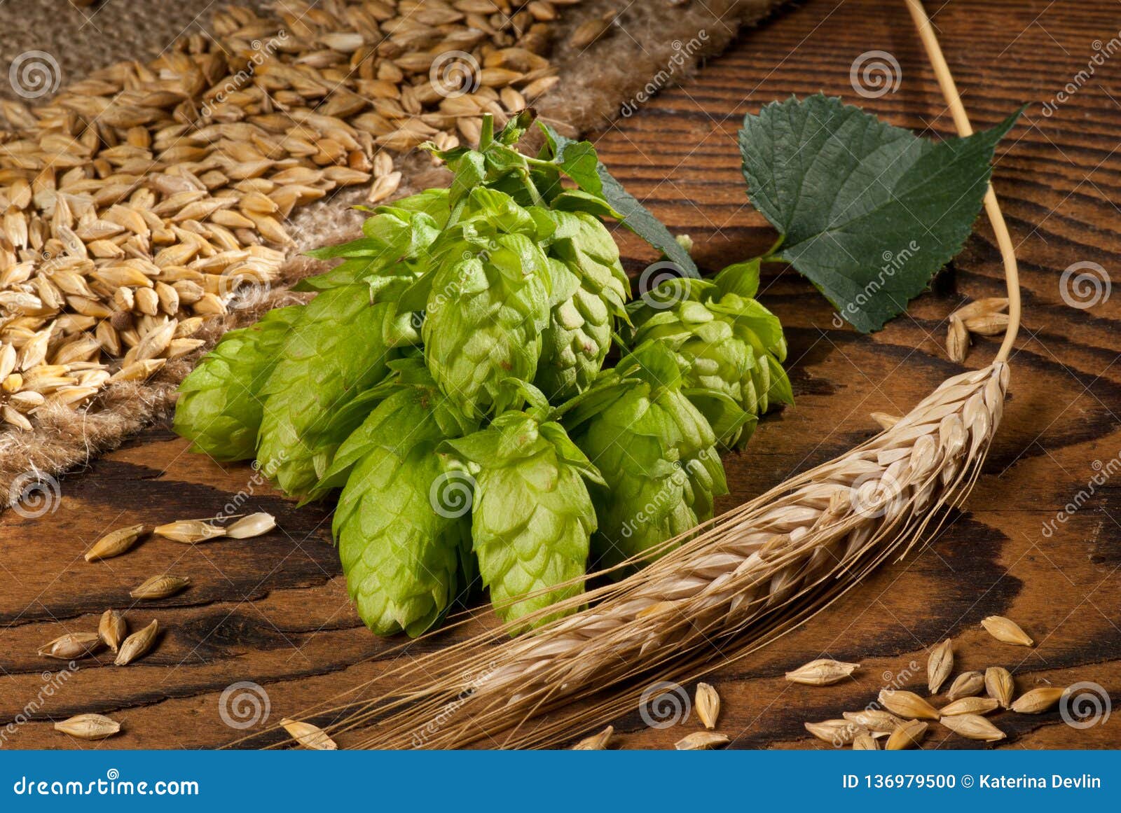 Hop cones with barley. stock photo. Image of garden - 136979500